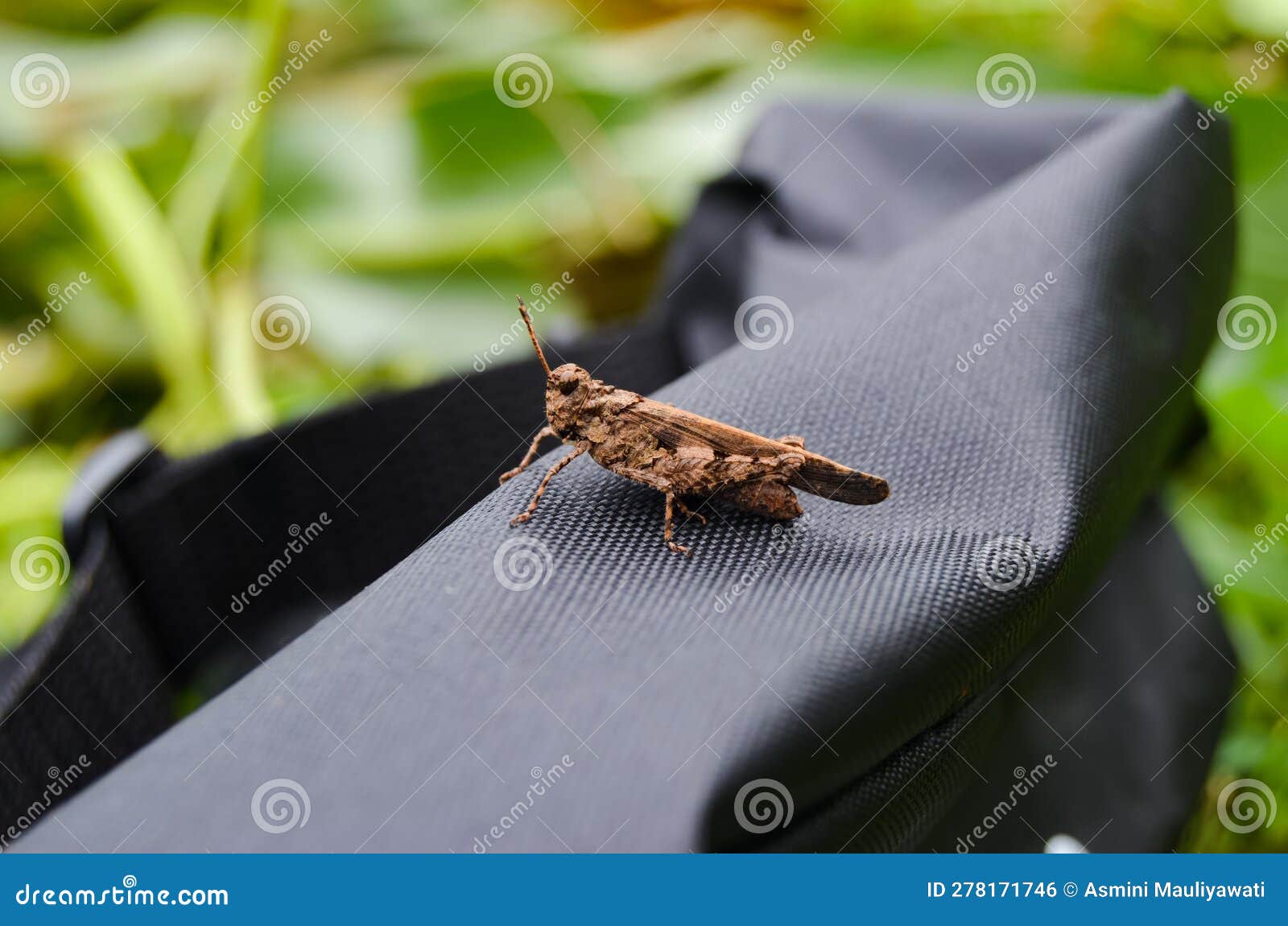Oedaleus Infernalis is a Species of Band-winged Grasshopper Stock Photo ...