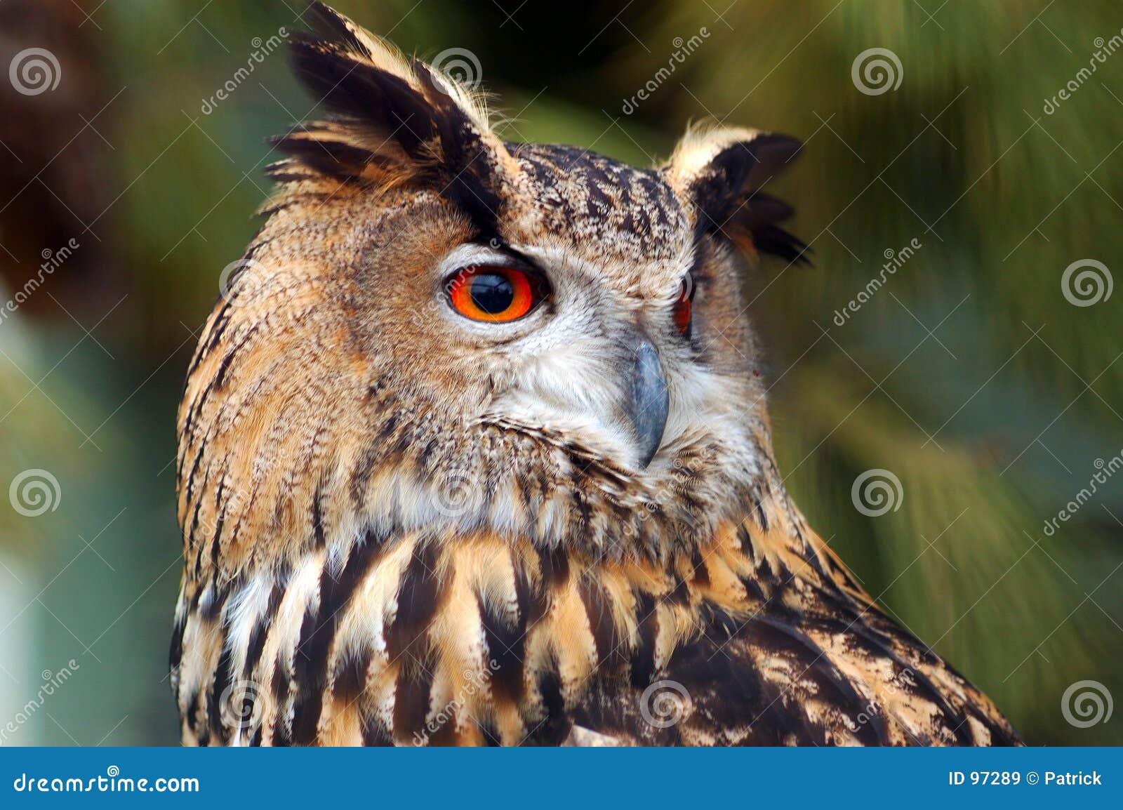 Oehoe, eagle owl. stock image. Image of wildlife, eyes, captivity - 97289