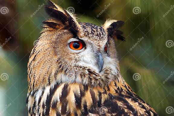Oehoe, eagle owl. stock image. Image of wildlife, eyes, captivity - 97289