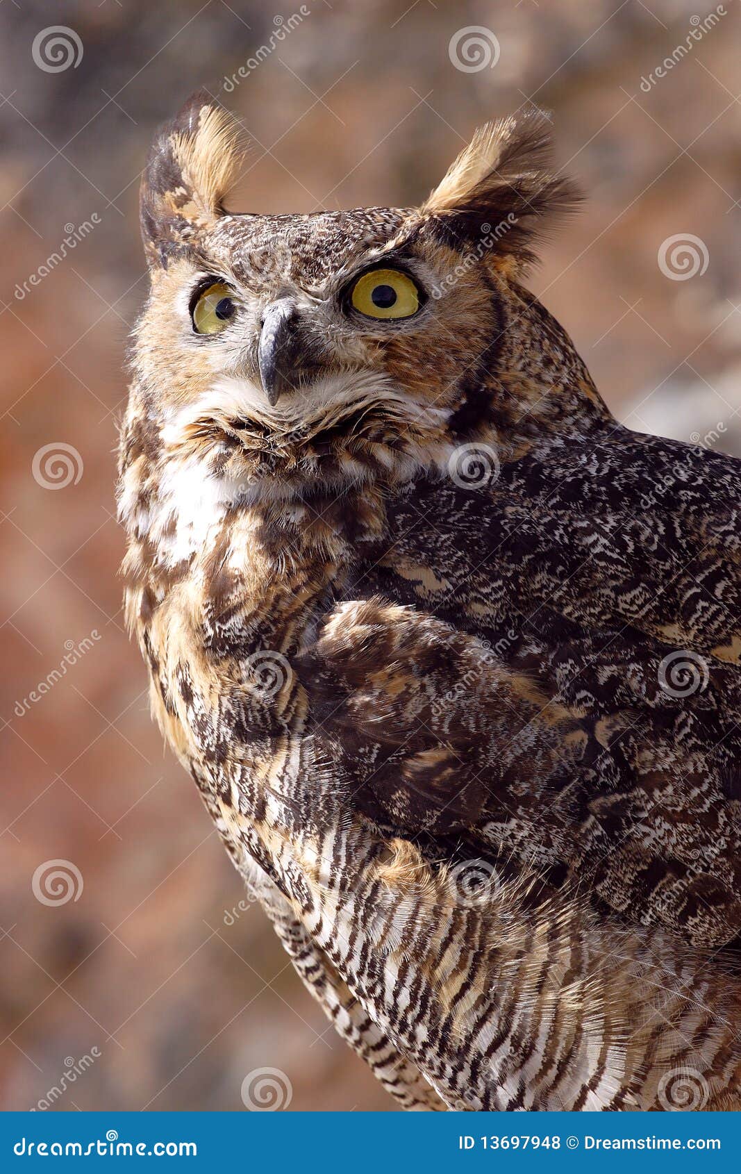 Oehoe, uil, bubo Bubo stock foto. Image of veren, portret - 13697948