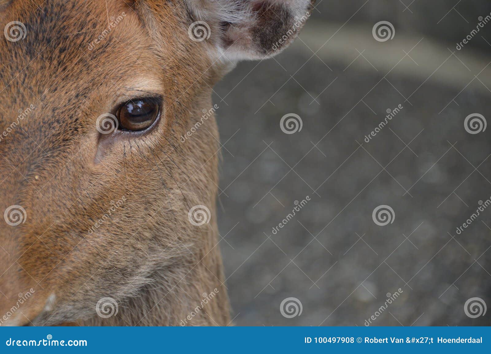 Oeil D'un Cerf Commun Chez Nara Park Japan Photo stock - Image du ...