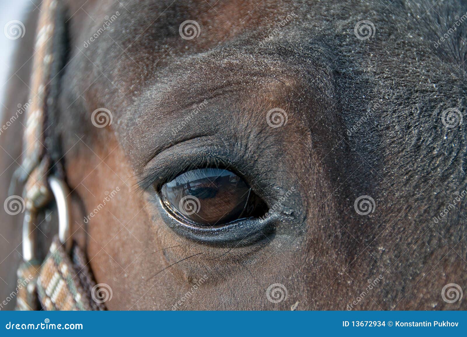 Oeil d'un cheval photo stock. Image du verticale, tête - 13672934
