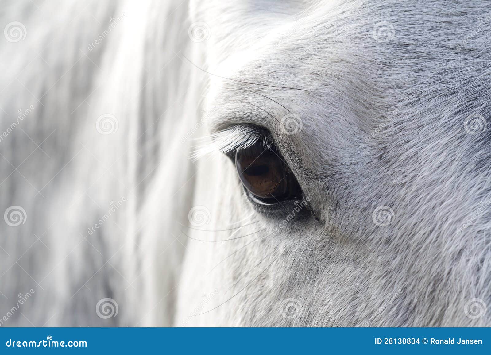 Oeil d'un cheval photo stock. Image du sauvage, faune - 28130834