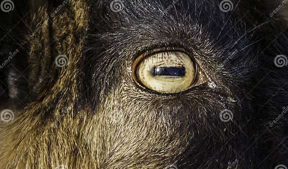 Oeil de chèvre photo stock. Image du fourrure, ferme - 119088384