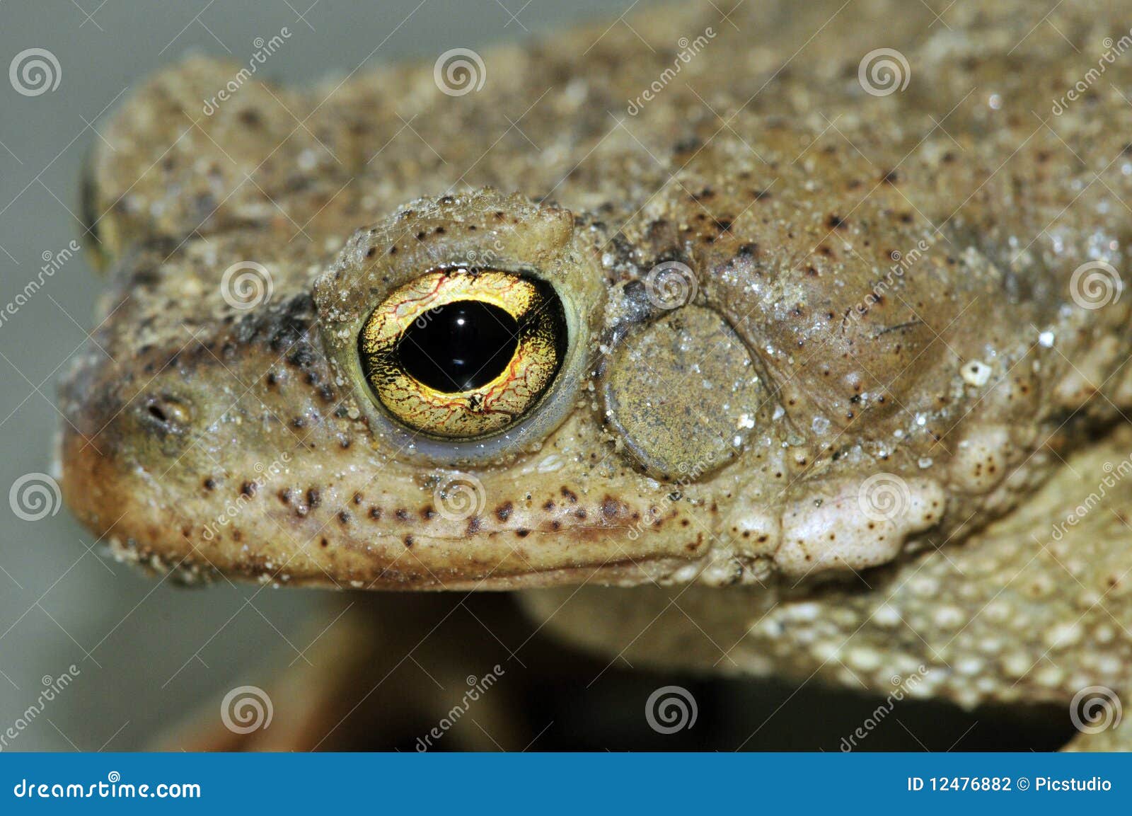 Oeil de crapaud photo stock. Image du petit, nature, oreille - 12476882