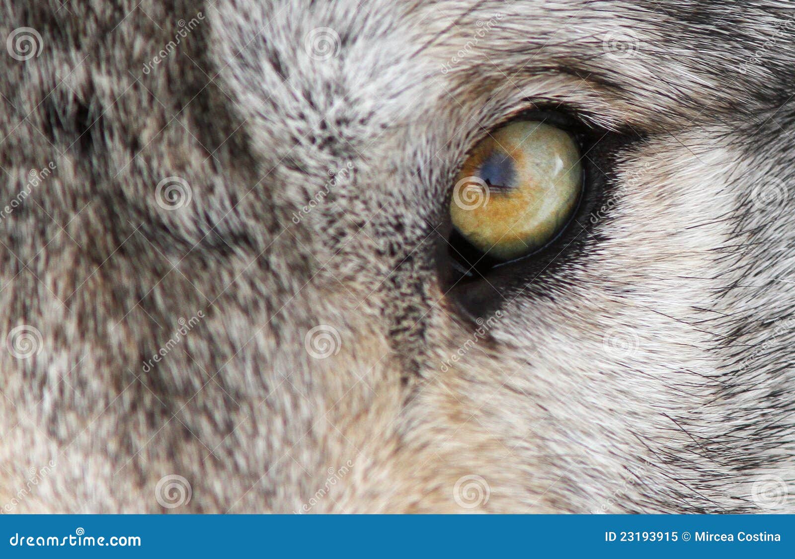 Oeil de loup image stock. Image du arctique, yeux, bêta - 23193915