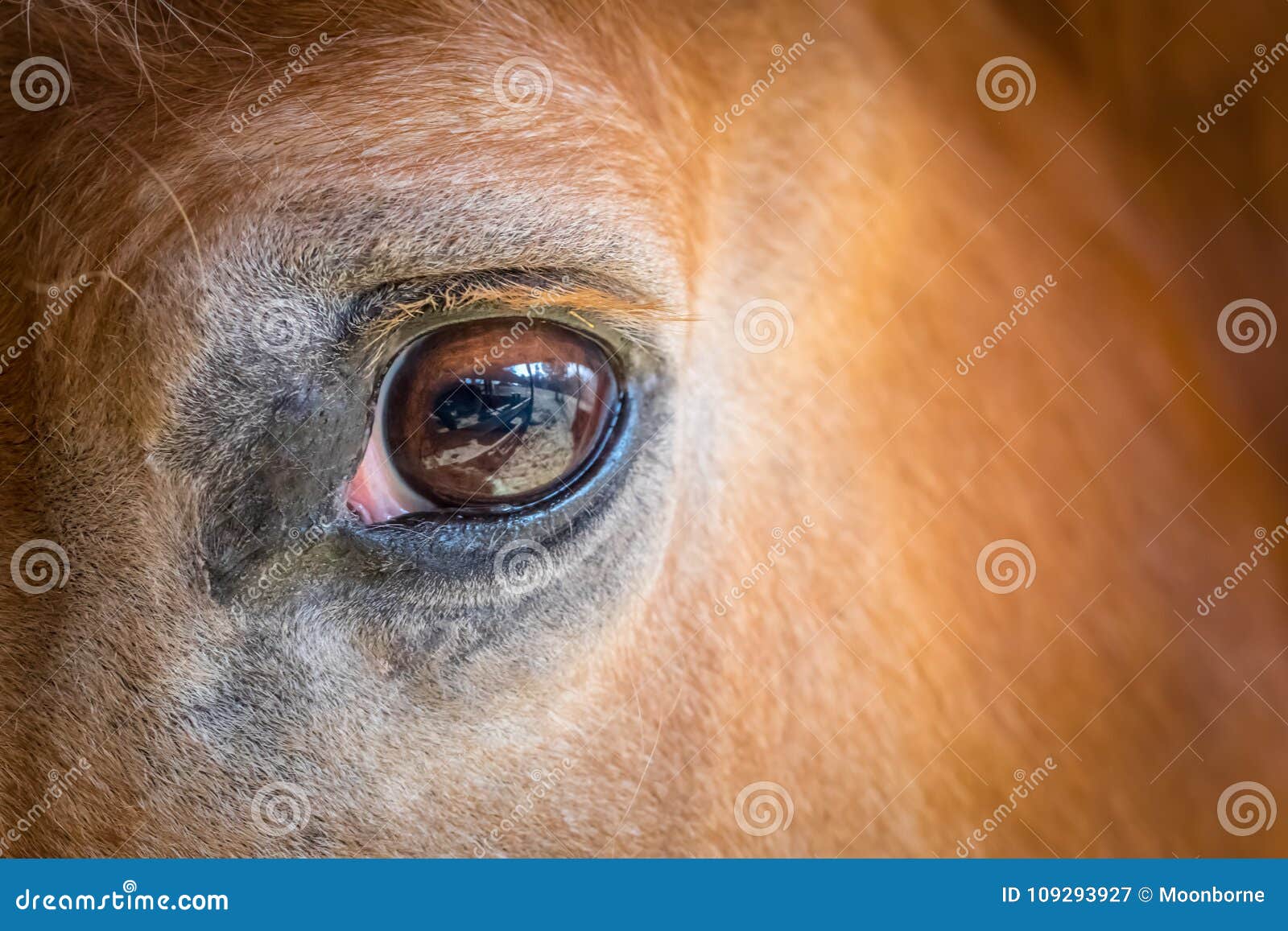 Oeil du cheval image stock. Image du fond, pureté, blanc - 109293927