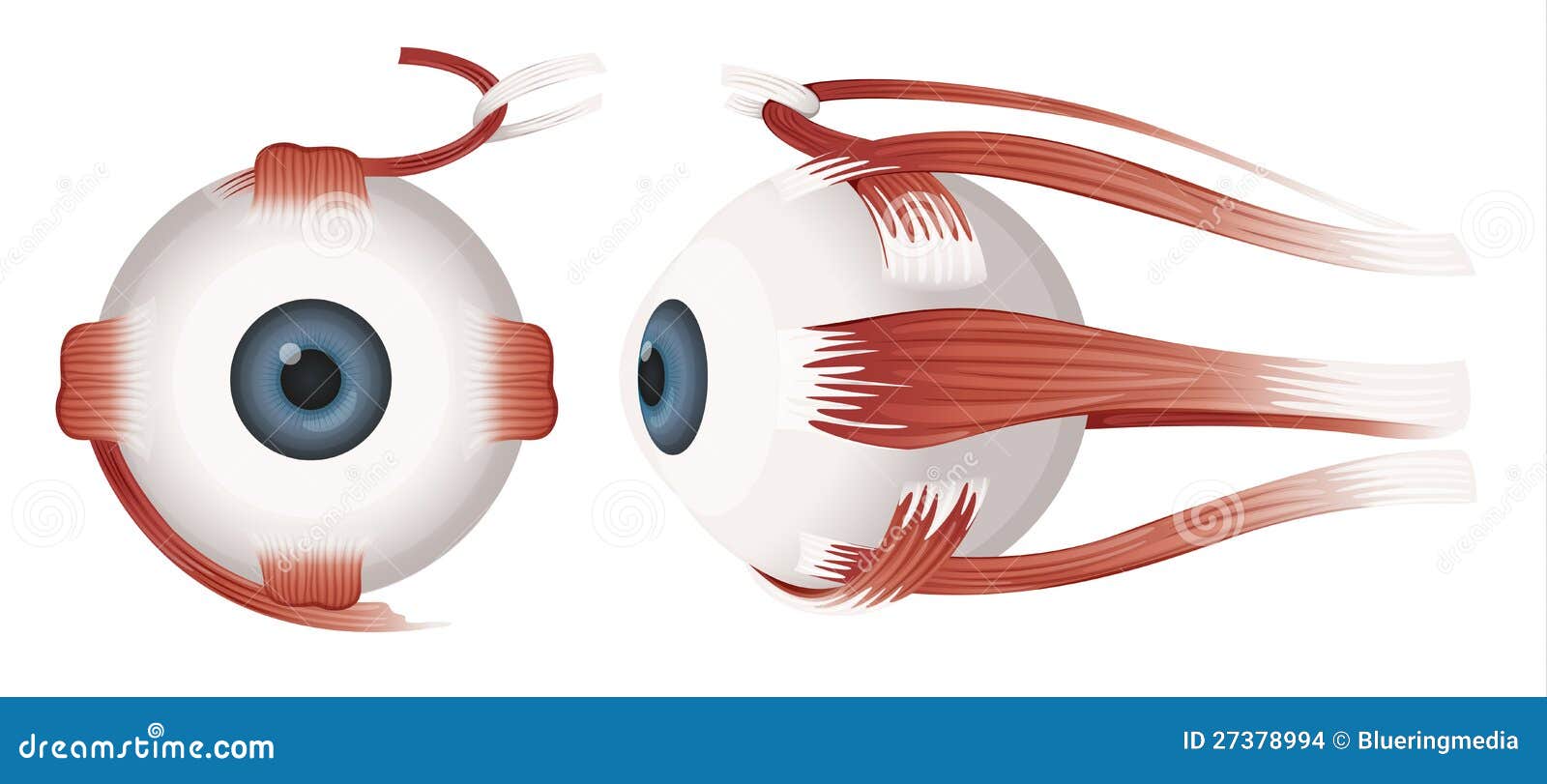 Oeil humain illustration stock. Illustration du tissu - 27378994