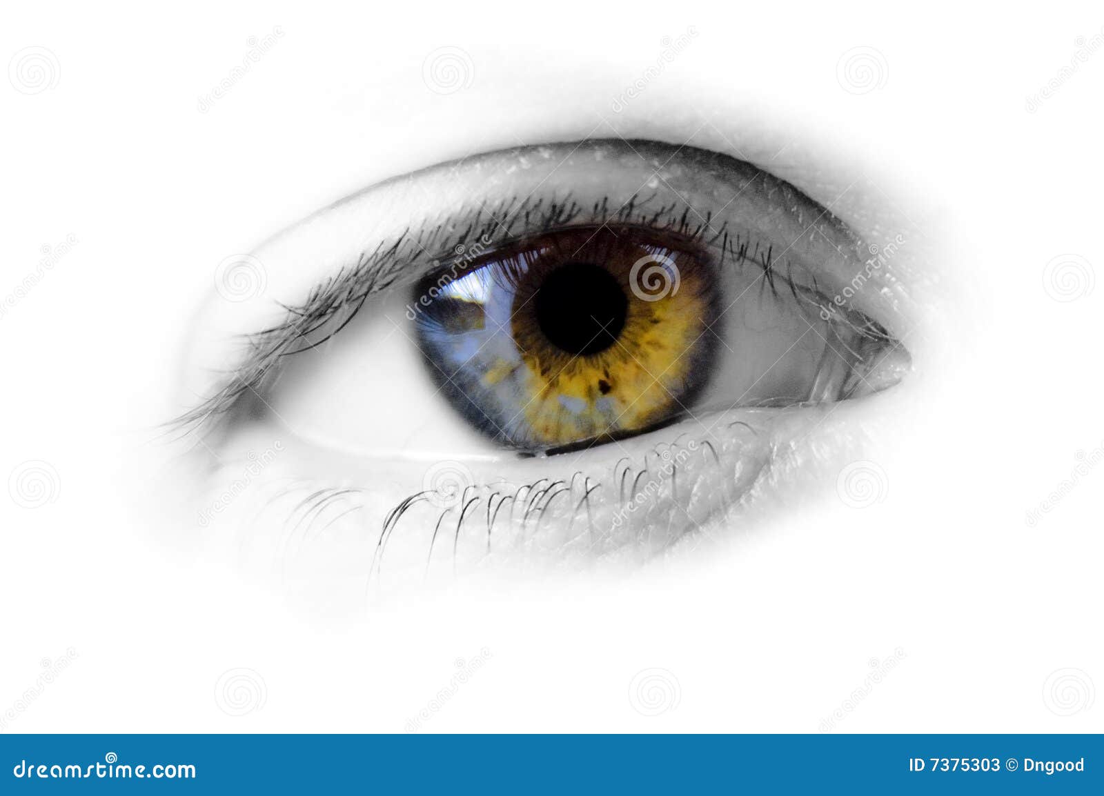 Oeil humain - noisette image stock. Image du fermer, couleur - 7375303
