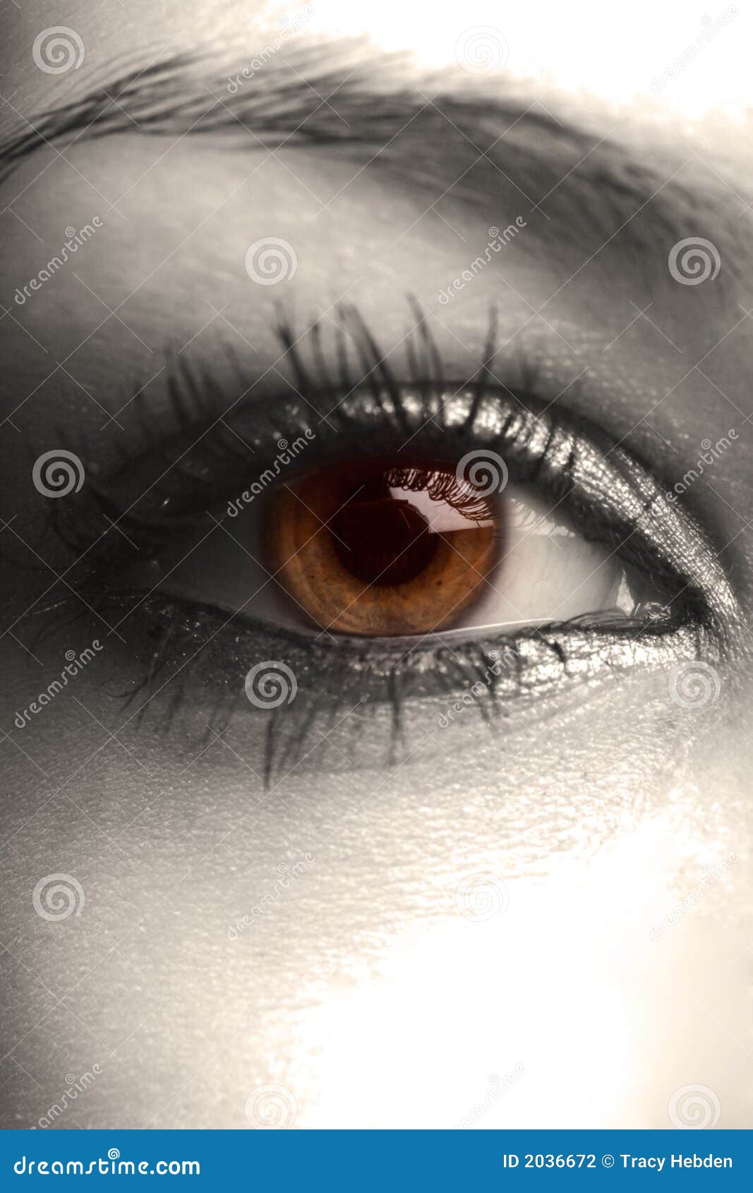 Oeil noisette photo stock. Image du attirez, attrayant - 2036672
