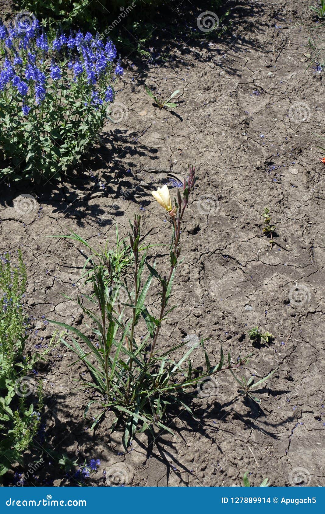 Oenothera Odorata with Pale Yellow Flower Stock Photo - Image of ...