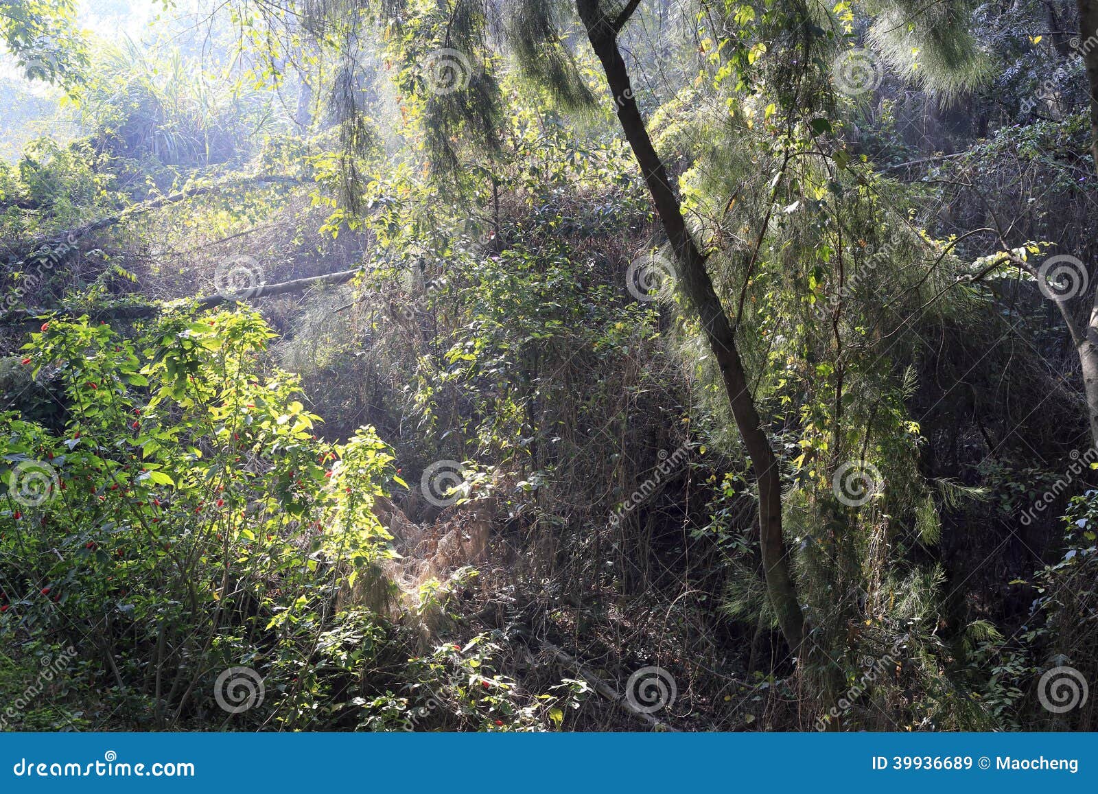 Oerwoud stock afbeelding. Image of landschap, stralen - 39936689