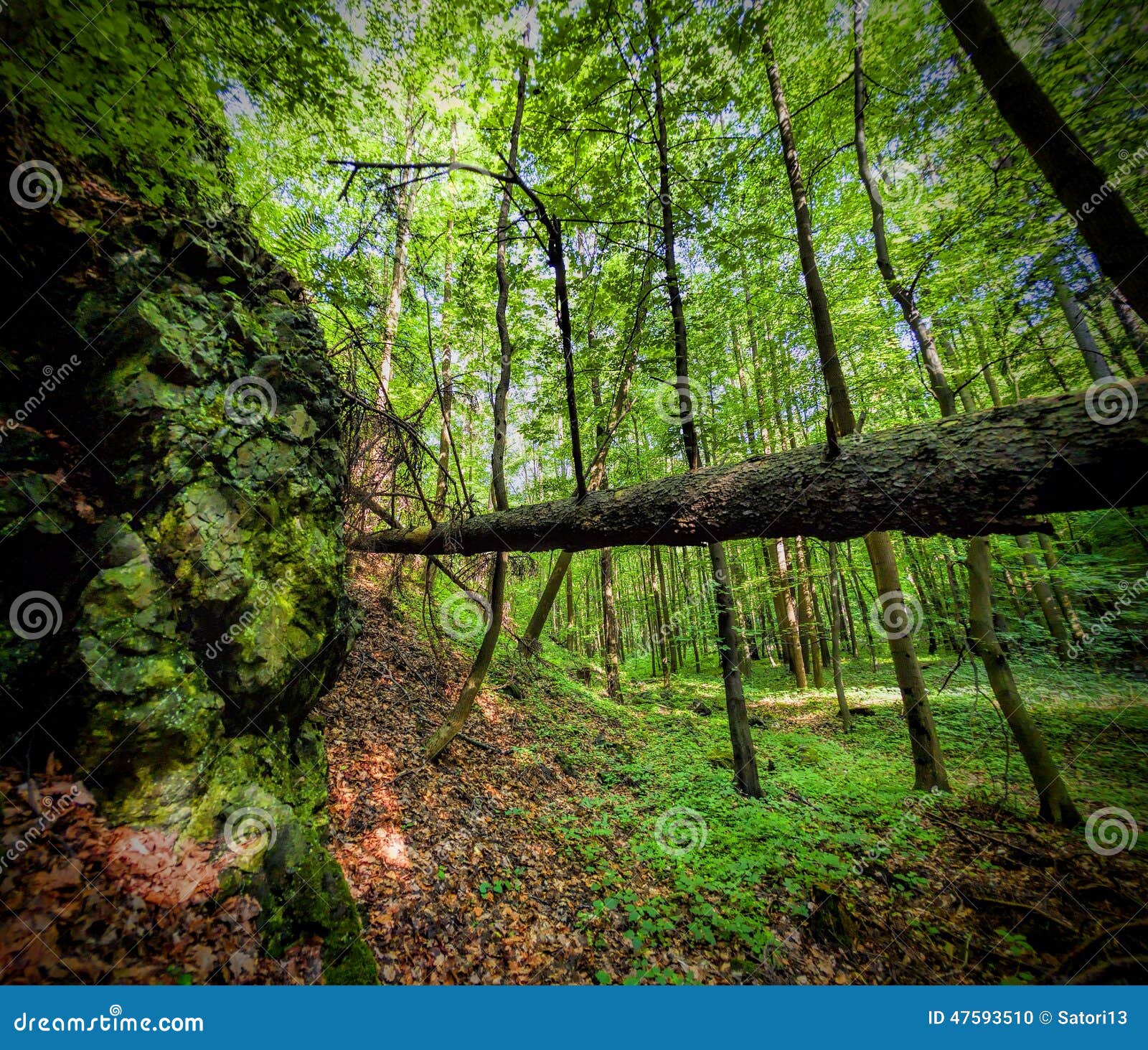 Oerwoud stock foto. Image of leefgebied, gebroken, groot - 47593510