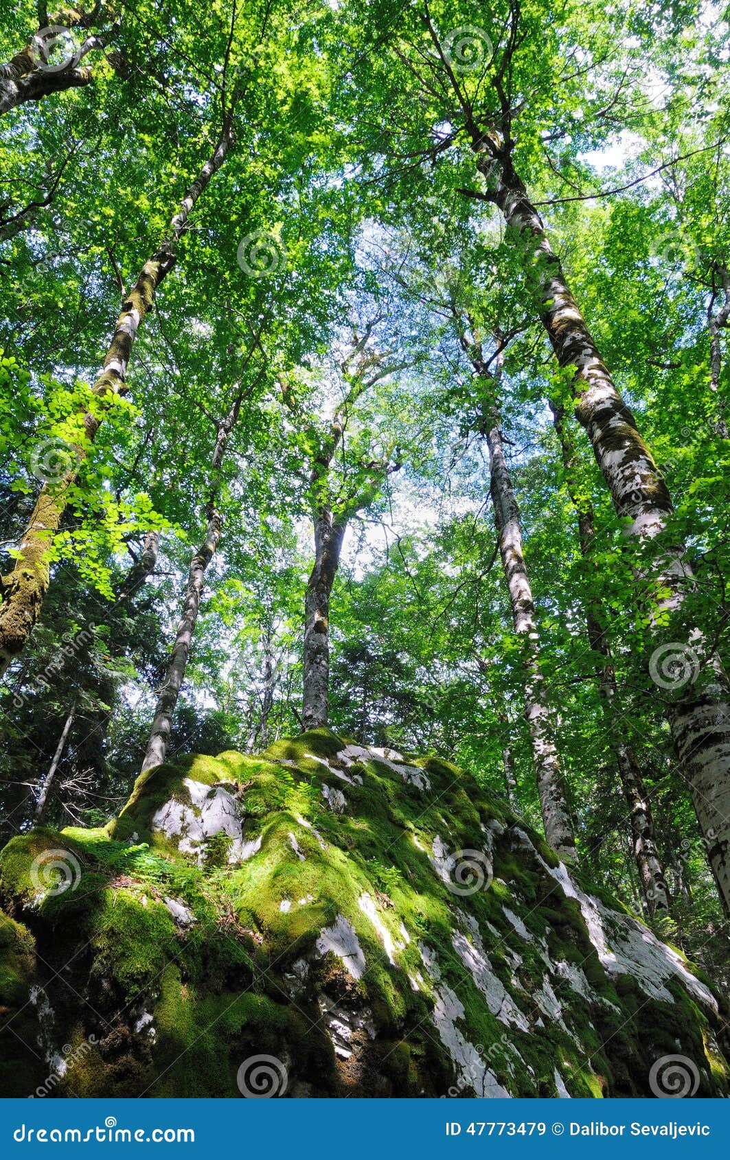 Oerwoud stock afbeelding. Image of europa, montenegro - 47773479