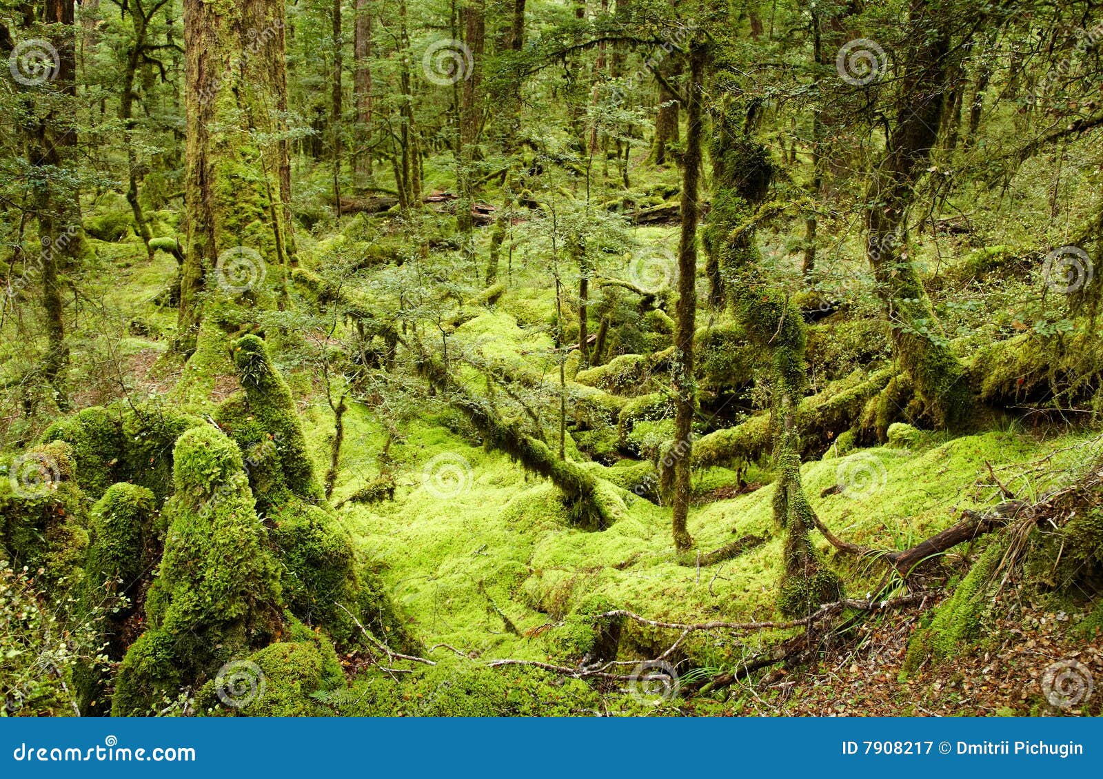 Oerwoud stock afbeelding. Image of vegetatie, milieu, donker - 7908217