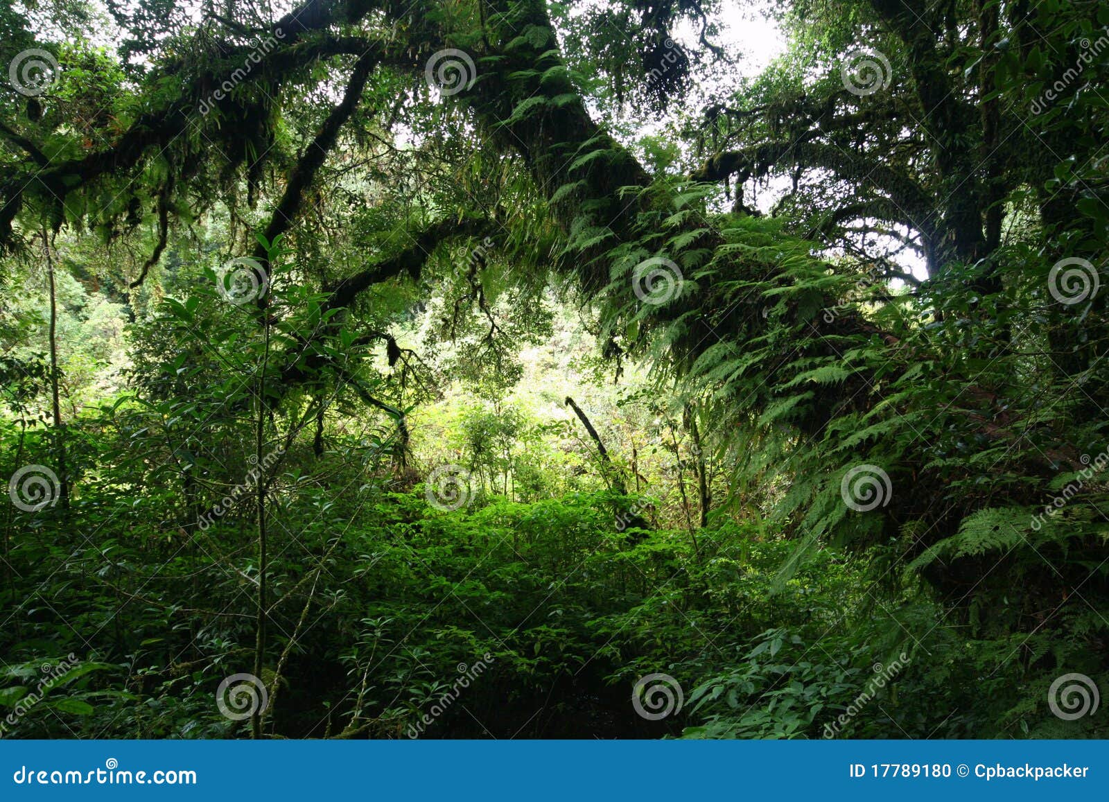 Oerwoud, bomen met klimop stock foto. Image of boog, idyllisch - 17789180