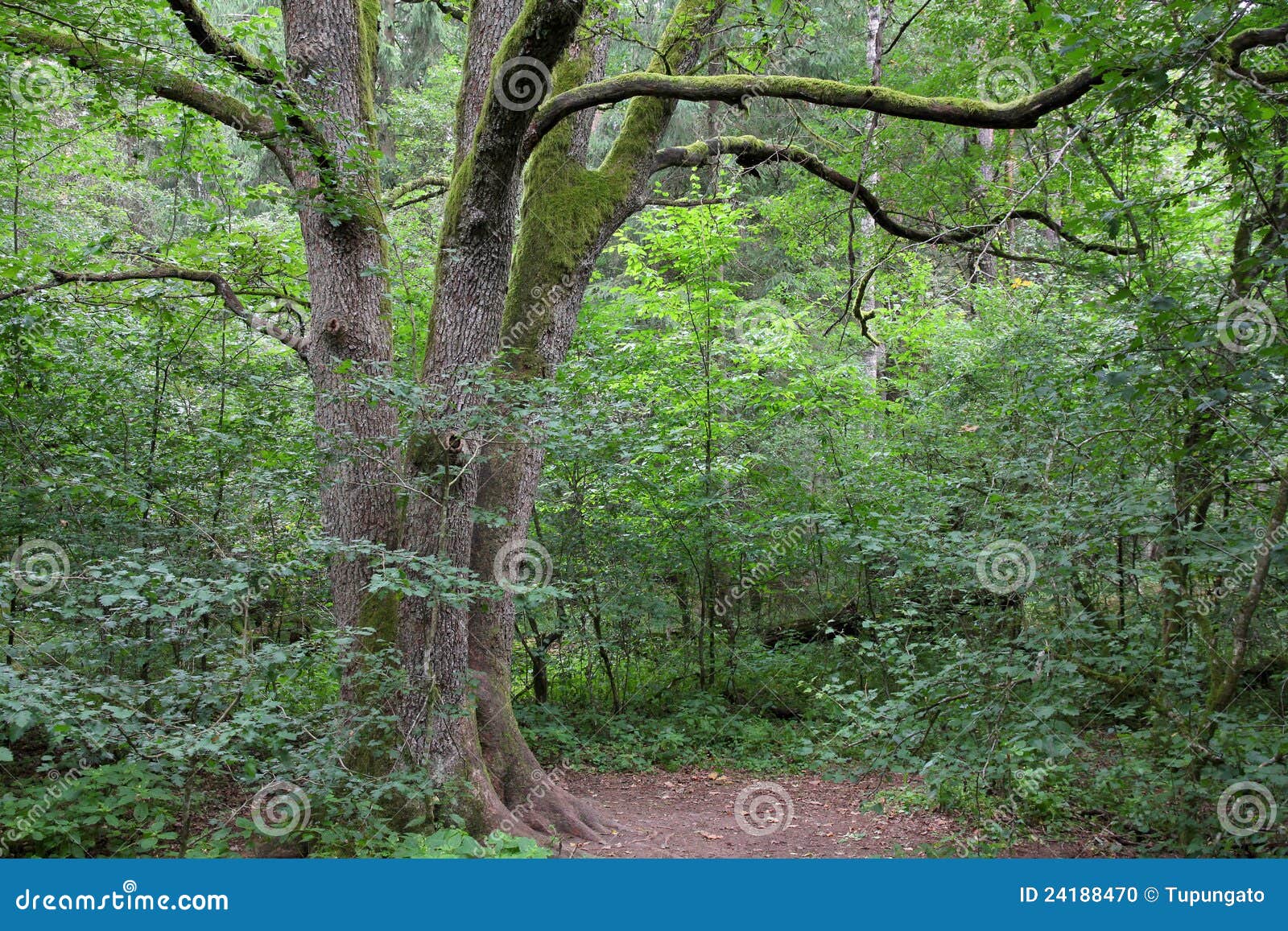 Oerwoud in Polen stock foto. Image of nave, europees - 24188470