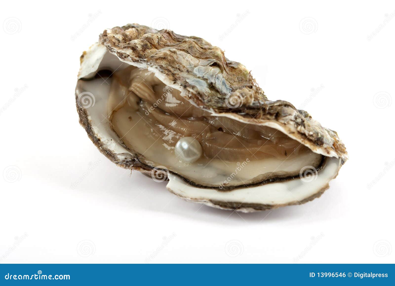 Oester met parel stock foto. Image of luxe, voorwerp - 13996546