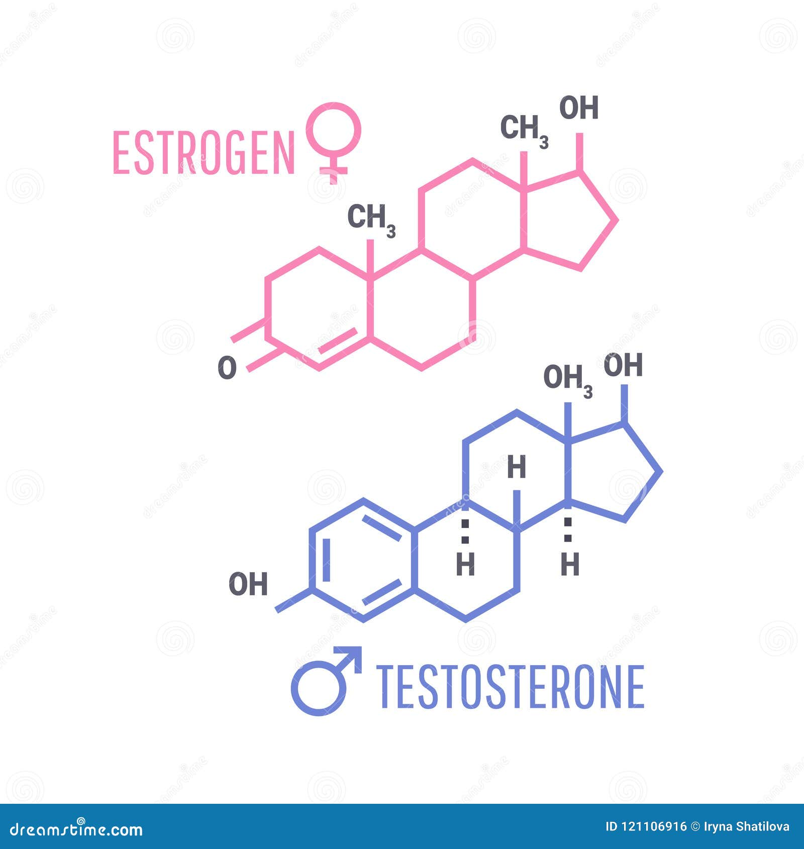 Oestrogeen En Testosteronhormonensymbool Vector Illustratie ...