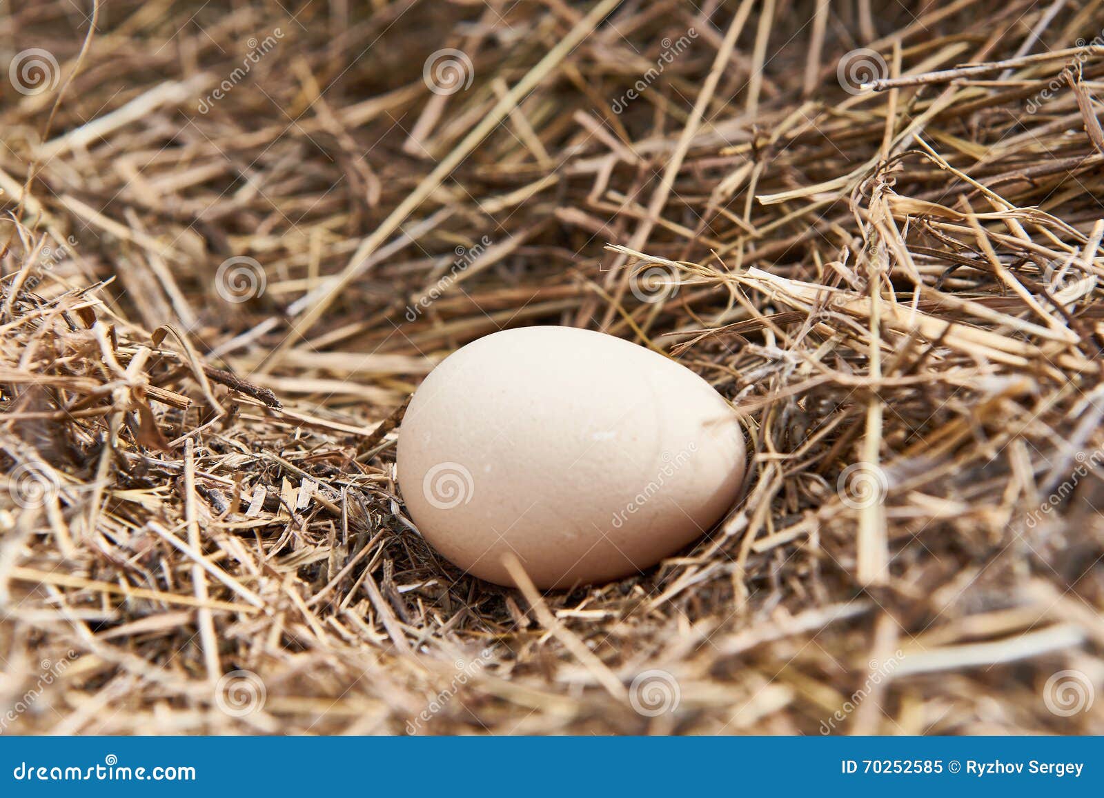 Oeuf De Faisan Sur La Paille Image stock - Image du ferme, écorce: 70252585