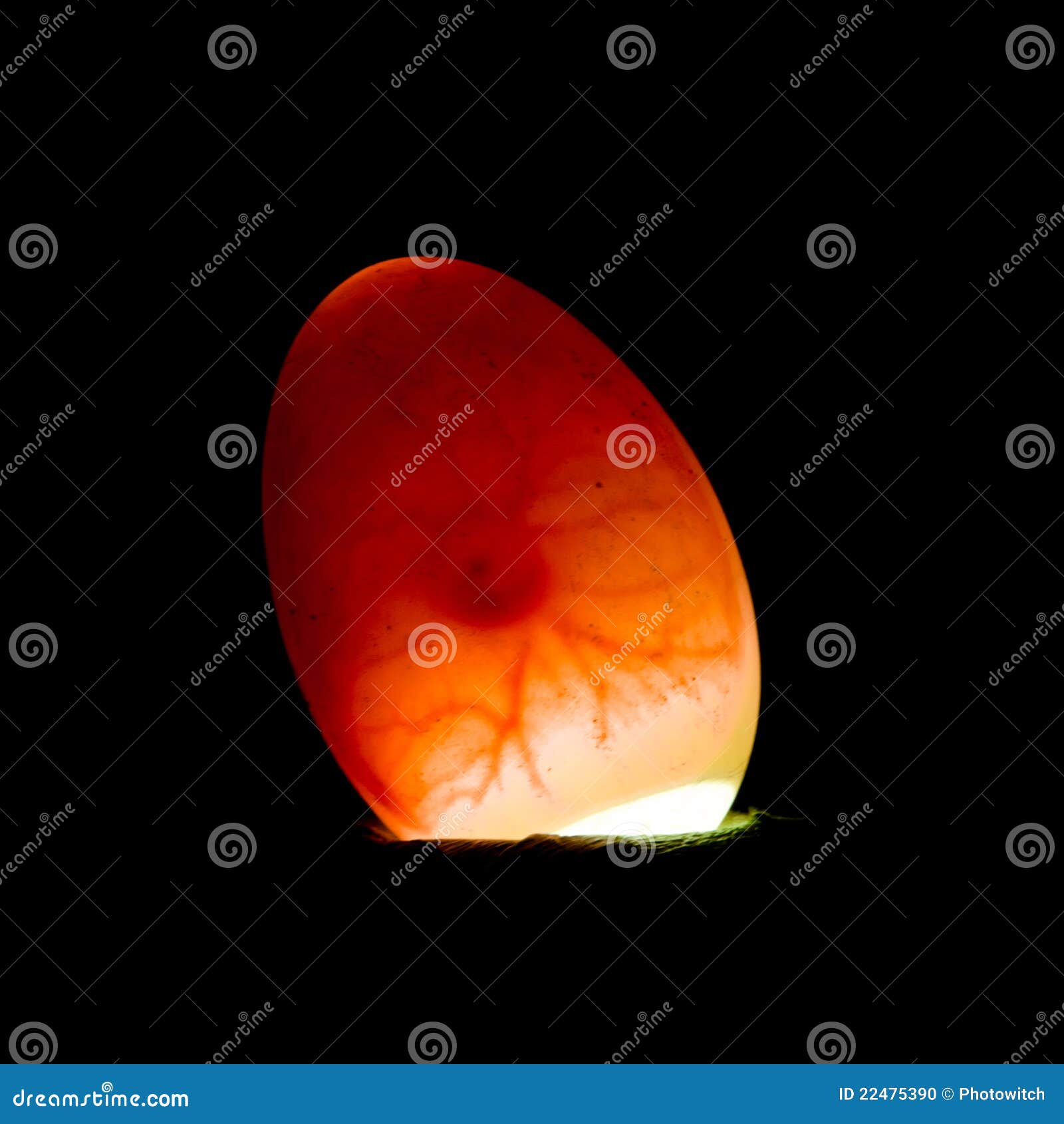 Oeuf fertile de canard photo stock. Image du ovule, incubé - 22475390