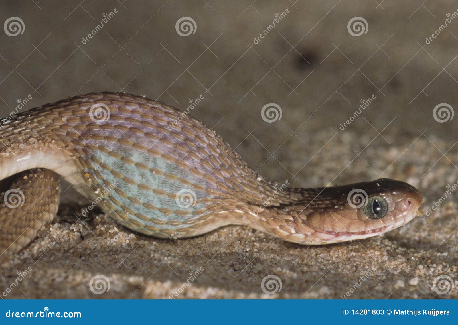 Oeuf Mangeant Le Serpent Avalant Un Oeuf Image stock - Image du gambie ...