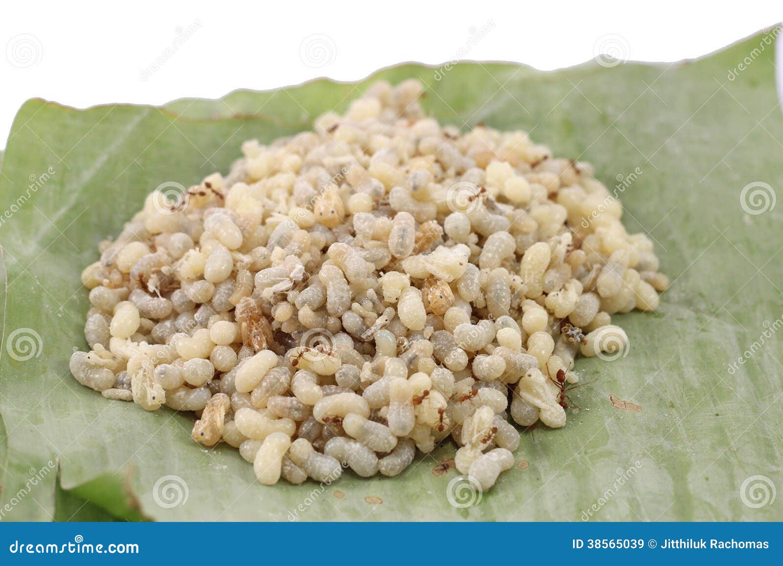 Oeufs de fourmi image stock. Image du oeuf, arthropode - 38565039