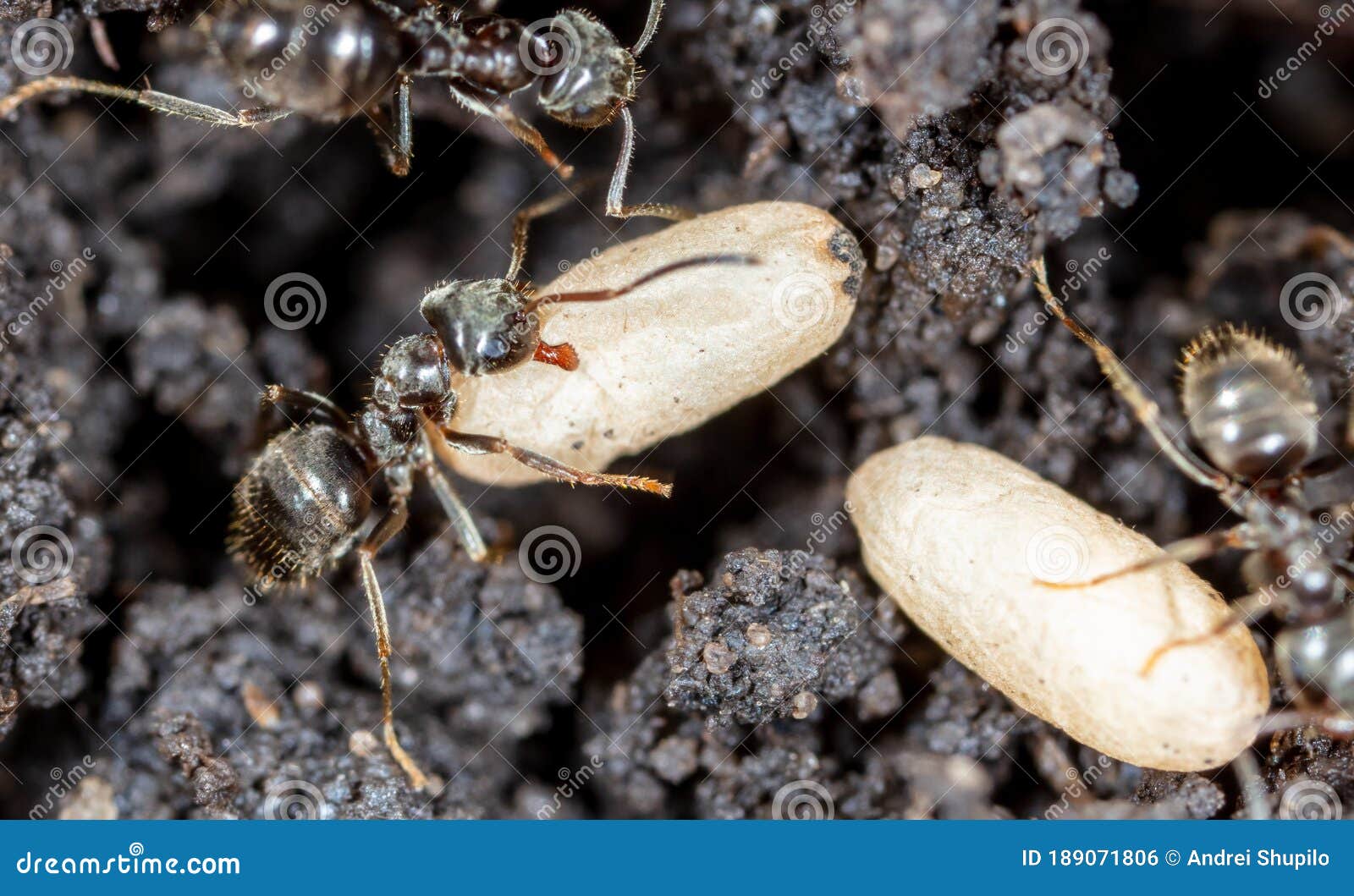 Oeufs De Fourmis Blanche En Nature Photo stock - Image du organisation ...