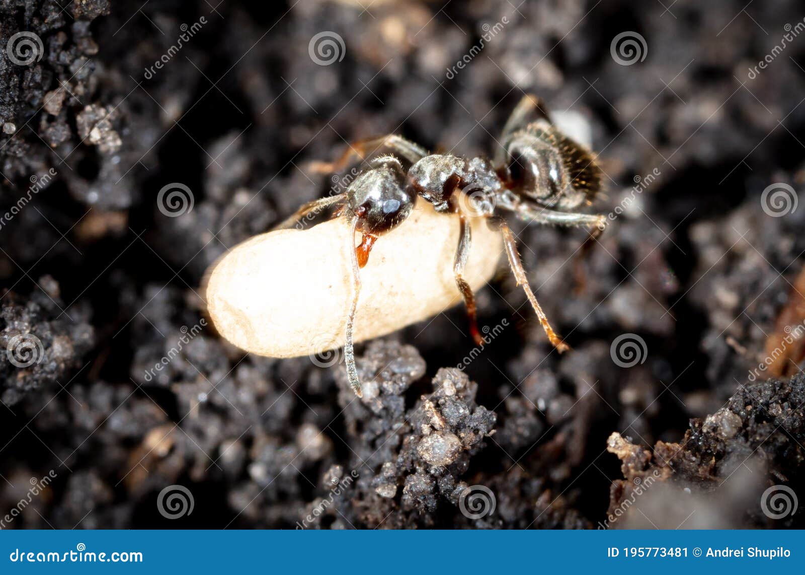 Oeufs De Fourmis Blanche En Nature Image stock - Image du oeuf, animal ...