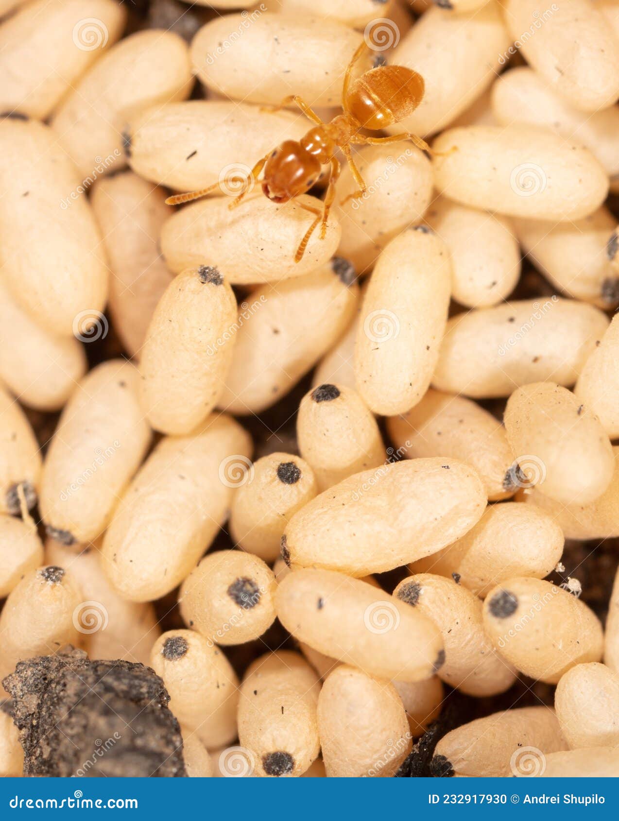 Oeufs De Fourmis Blanches Au Sol. Photo stock - Image of invertébrés ...