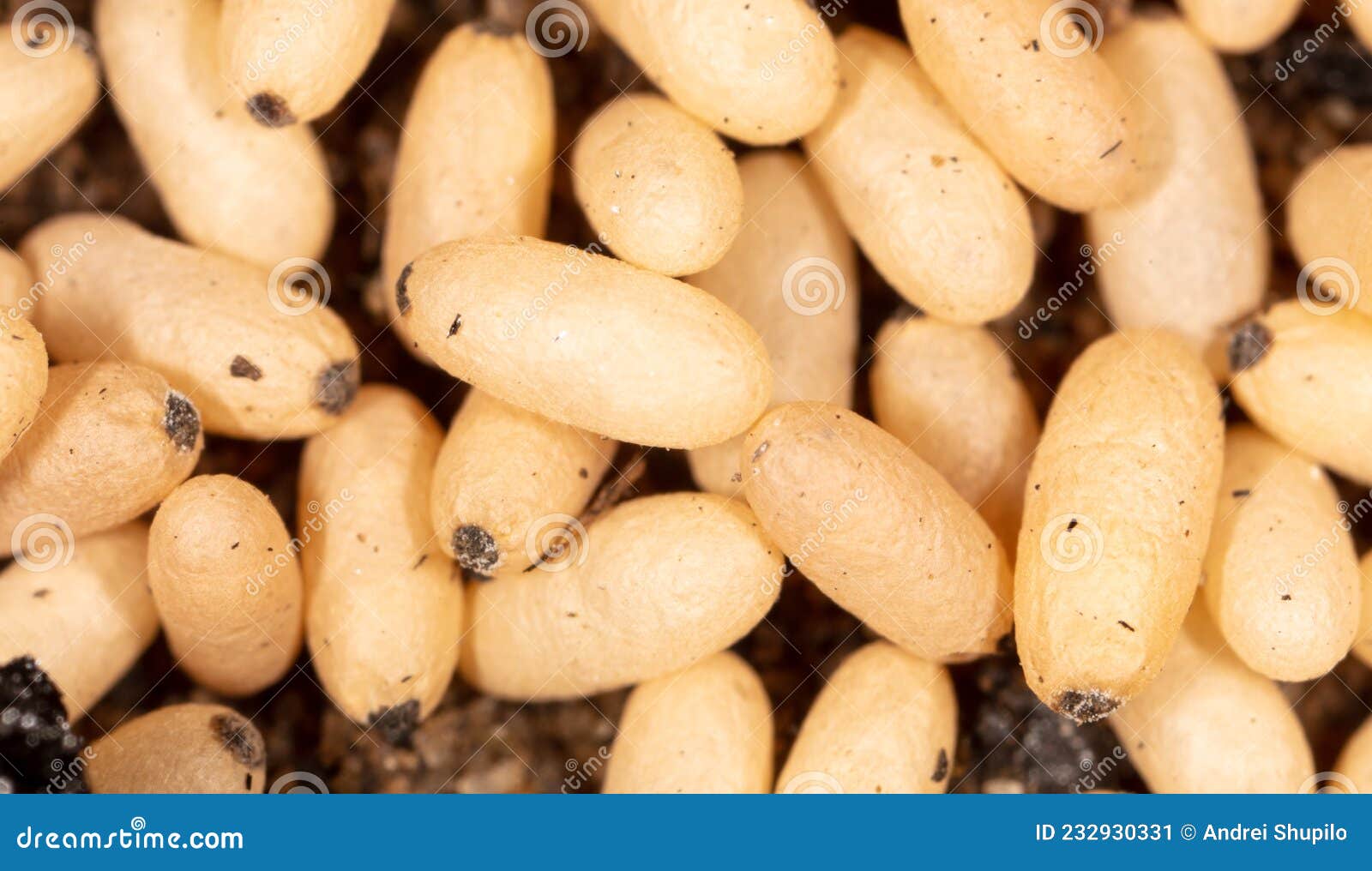 Oeufs De Fourmis Blanches Au Sol. Image stock - Image du environnement ...