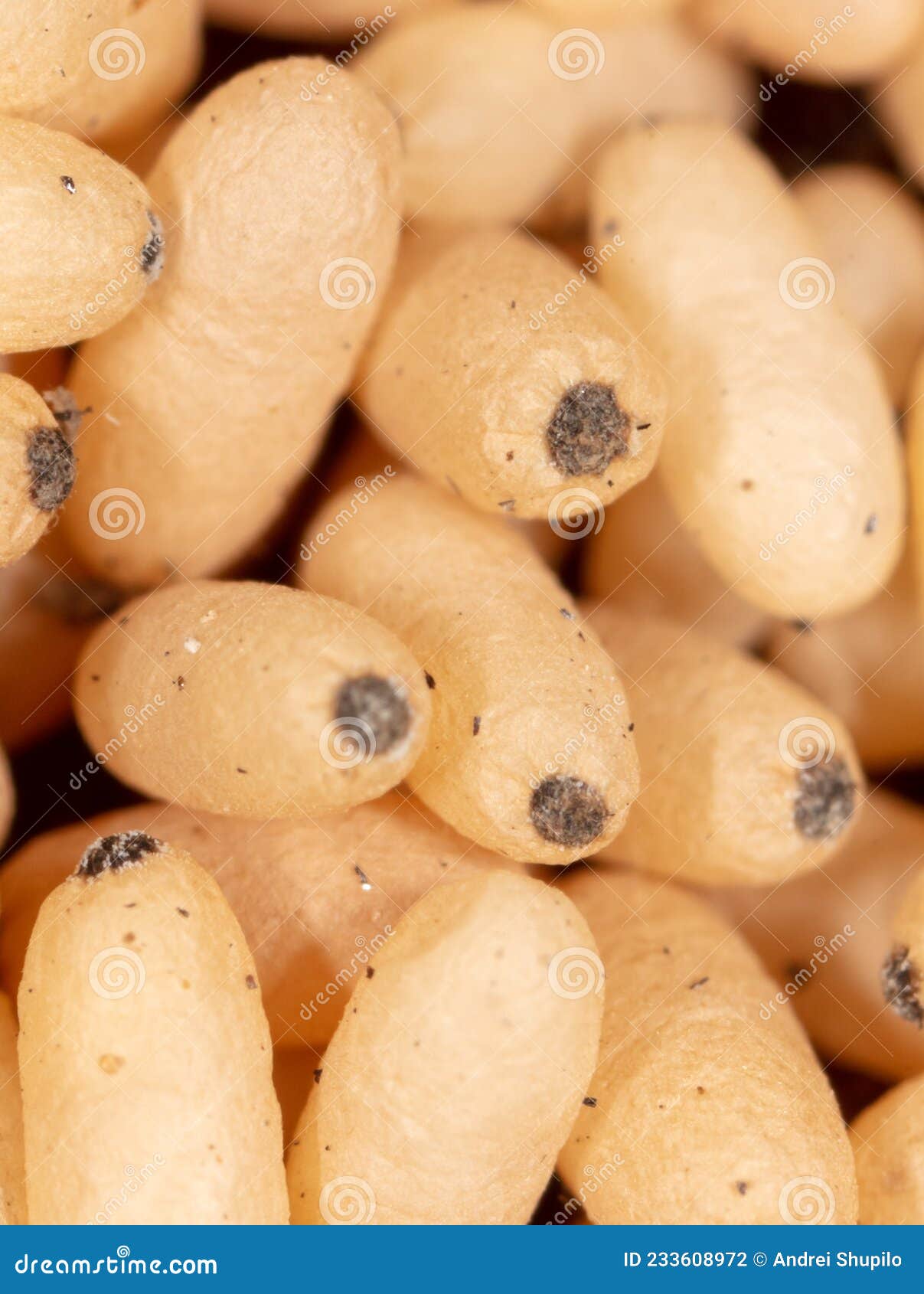 Oeufs De Fourmis Blanches Au Sol. Photo stock - Image du fourmi, oeuf ...