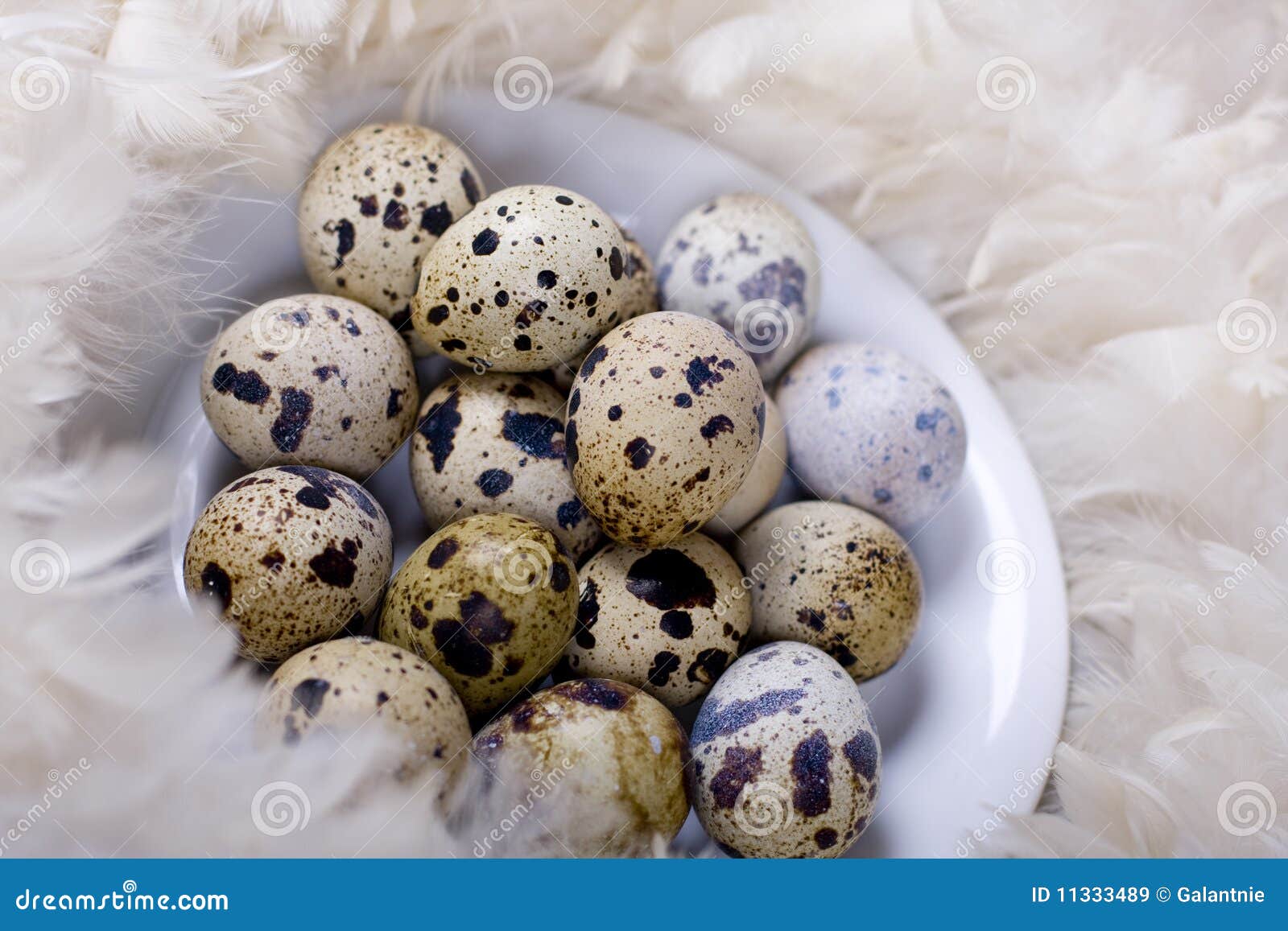 Oeufs de perdrix image stock. Image du oeuf, nourriture - 11333489