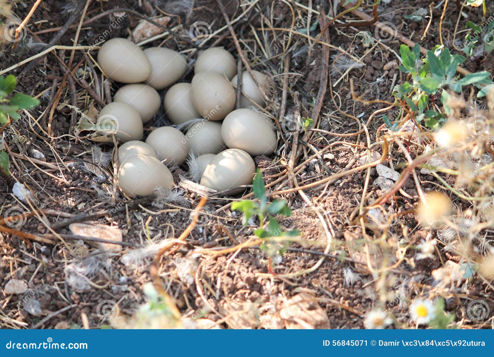 Oeufs De Perdrix Dans Le Nid Image stock - Image du oiseaux, chasse ...