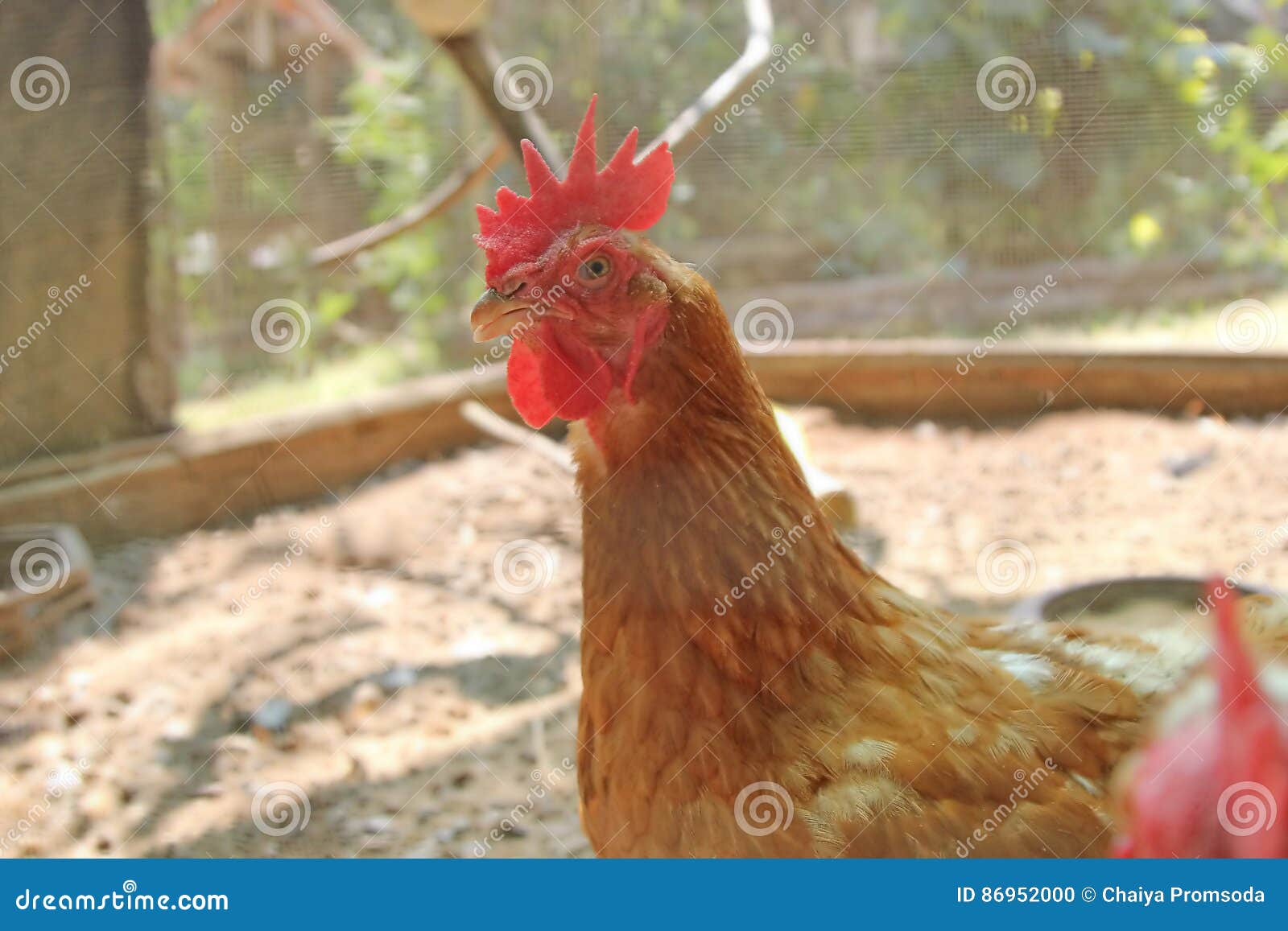 Oeufs de poulet photo stock. Image du fond, poulet, oeufs - 86952000