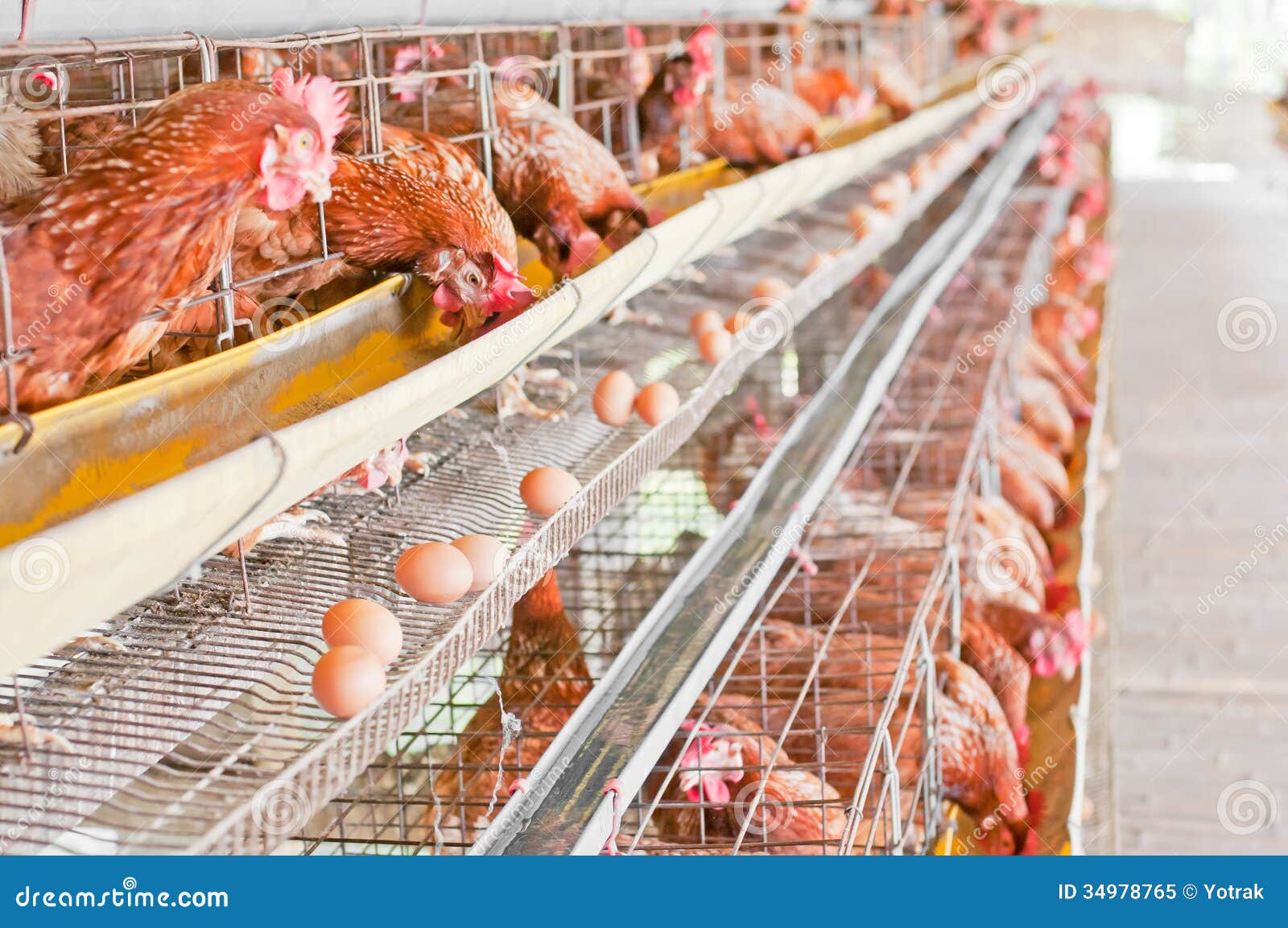 Oeufs de poulet de ferme. image stock. Image du poulets - 34978765