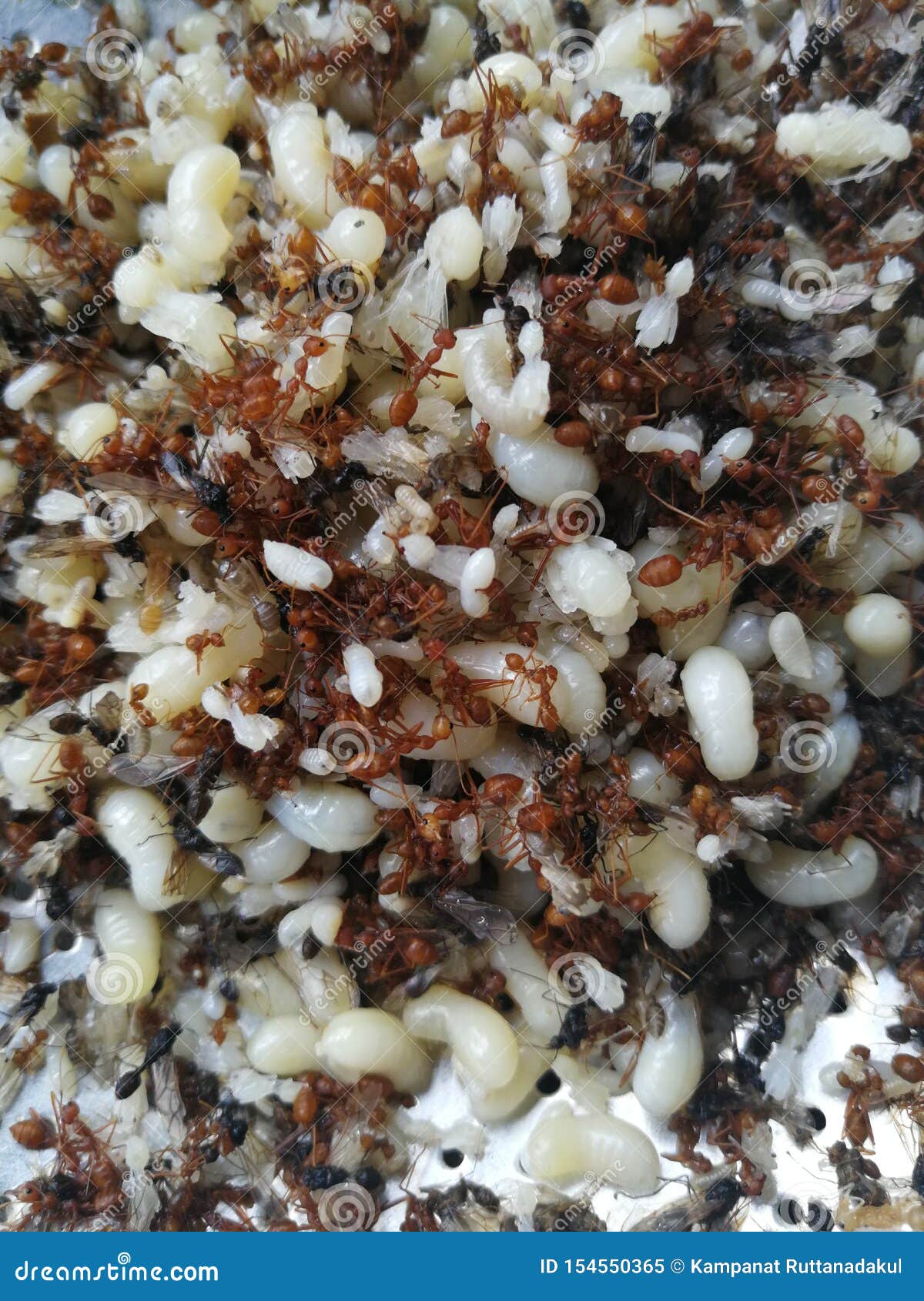 Oeufs Rouges De Fourmi Dans Une Passoire Image stock - Image du oeufs ...