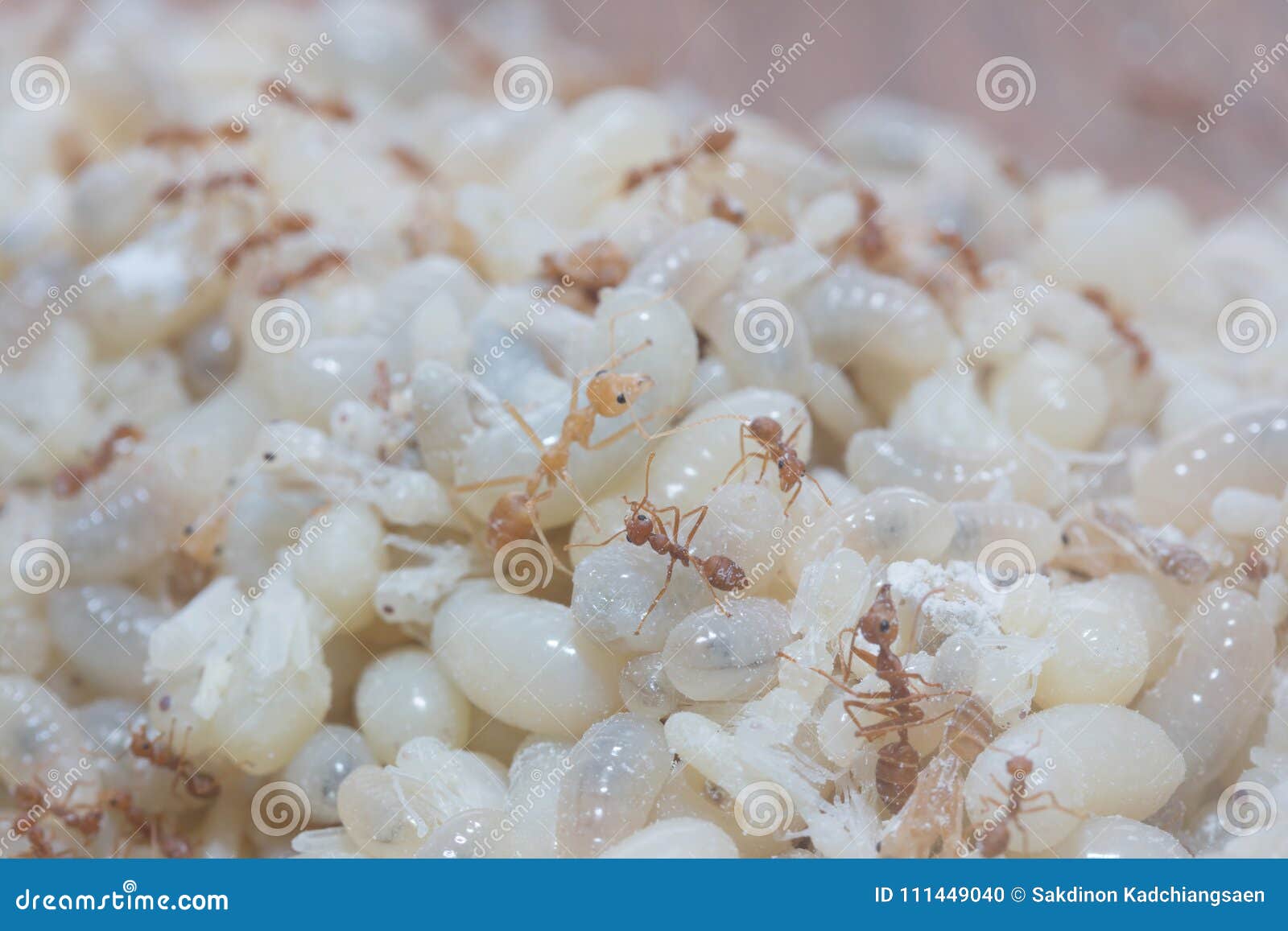 Oeufs Rouges De Fourmis Pour La Cuisson Photo stock - Image du animal ...