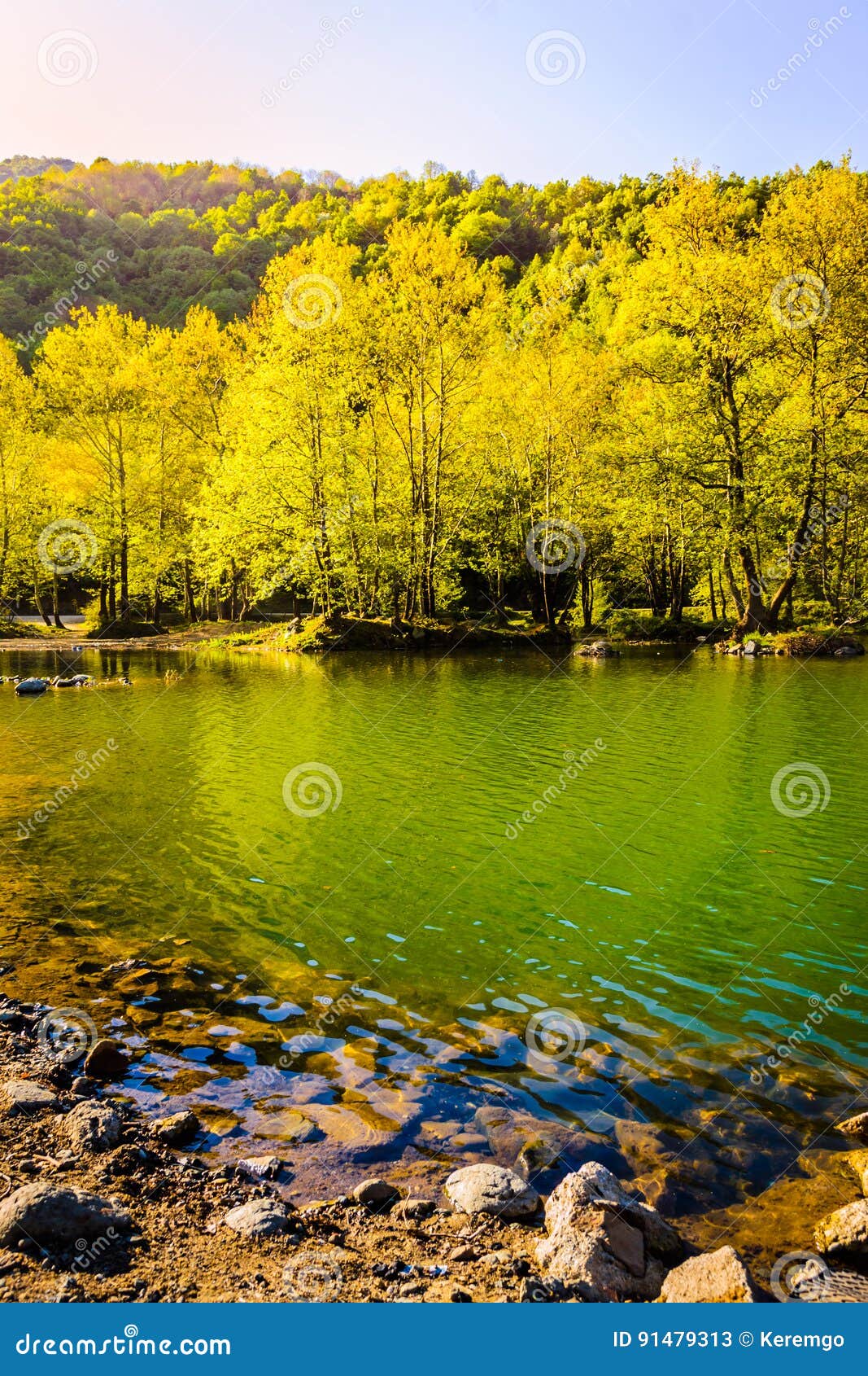 Oever van het meerbos stock afbeelding. Image of leven - 91479313