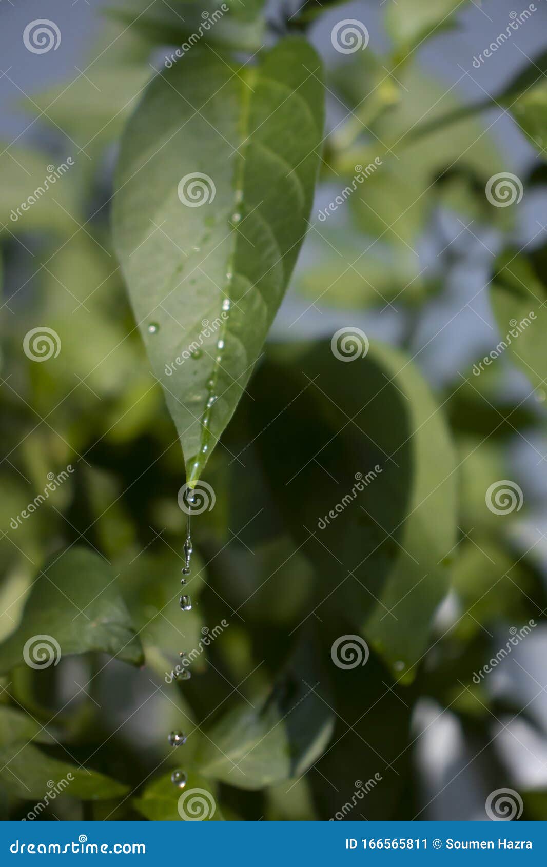 Off the leaf stock image. Image of motion, green, shutter - 166565811