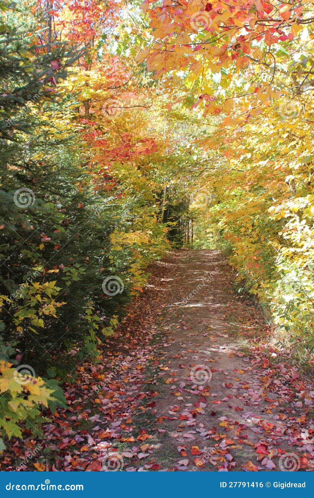 Off road forest trail stock photo. Image of tree, season - 27791416