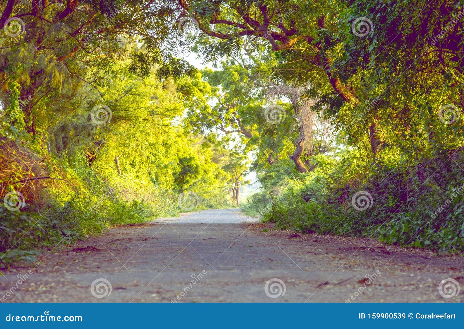 Off road path in forest stock image. Image of nature - 159900539
