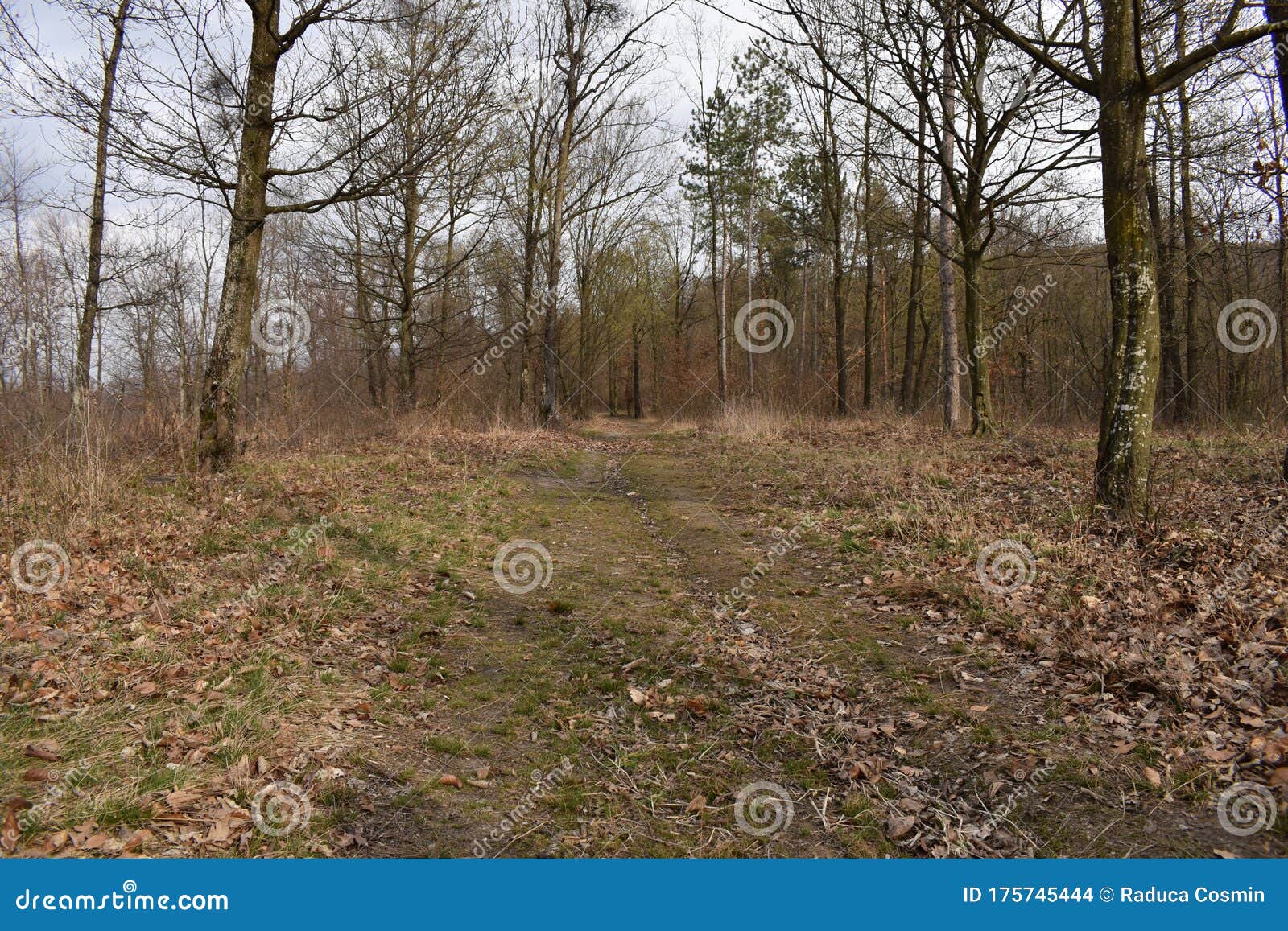 Off Road Path through the Forrest Stock Photo - Image of clothing ...