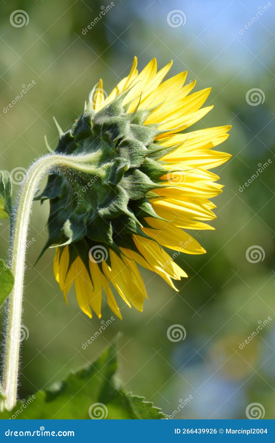 Offded sunflower stock photo. Image of leaf, grass, field - 266439926