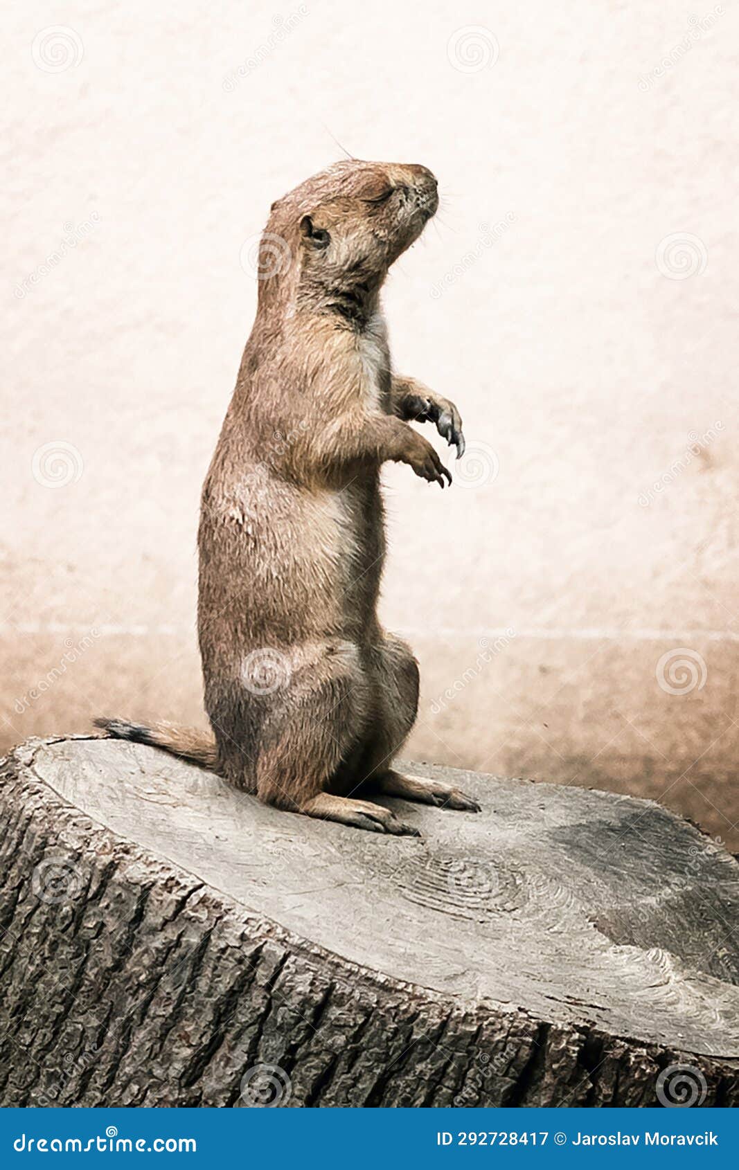 Abudesed Stock Photos - Free & Royalty-Free Stock Photos from Dreamstime