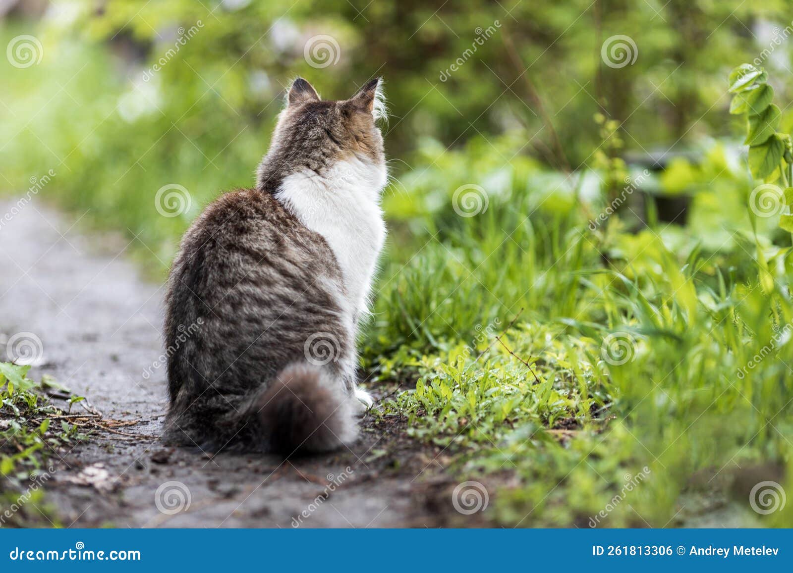 Offended Cat Sits with His Back on the Path Stock Photo - Image of ...