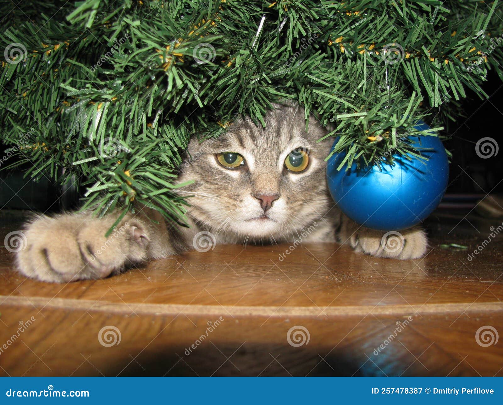 The offended cat stock image. Image of carnivore, animal - 257478387