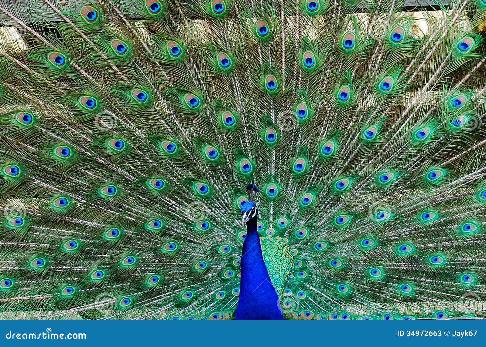 Offene Federn Des Pfaus Oder Des Peafowl Stockbild - Bild von pfau ...