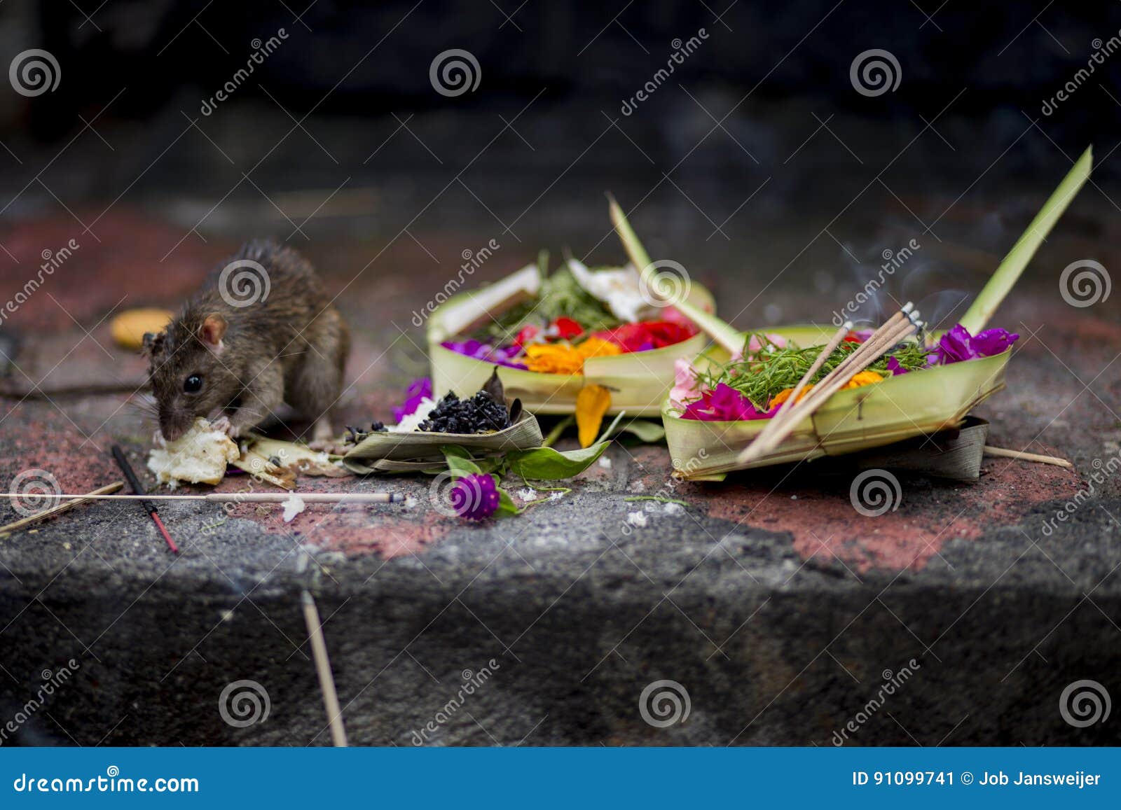Offer for the rats stock image. Image of basket, animal - 91099741