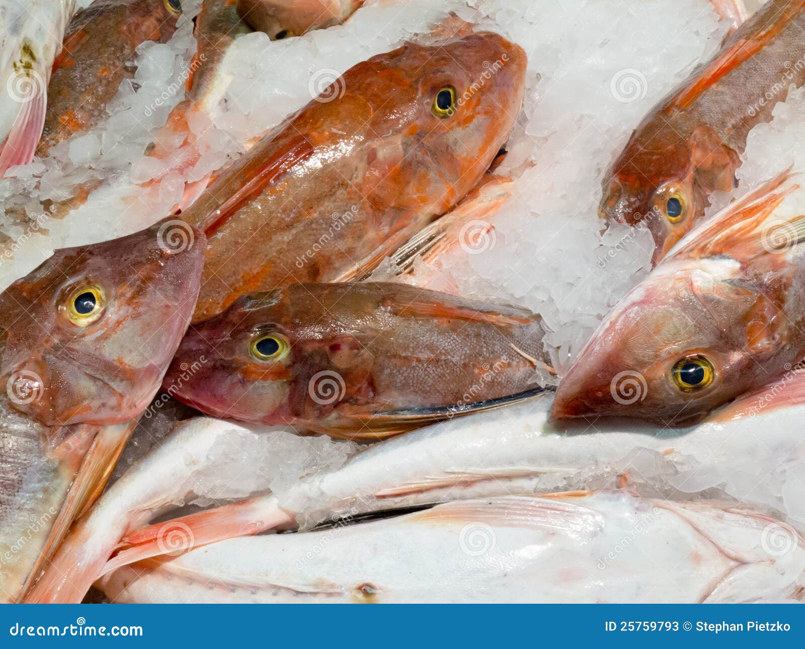Offering of Fresh Fish Chilled with Crushed Ice Stock Image - Image of ...